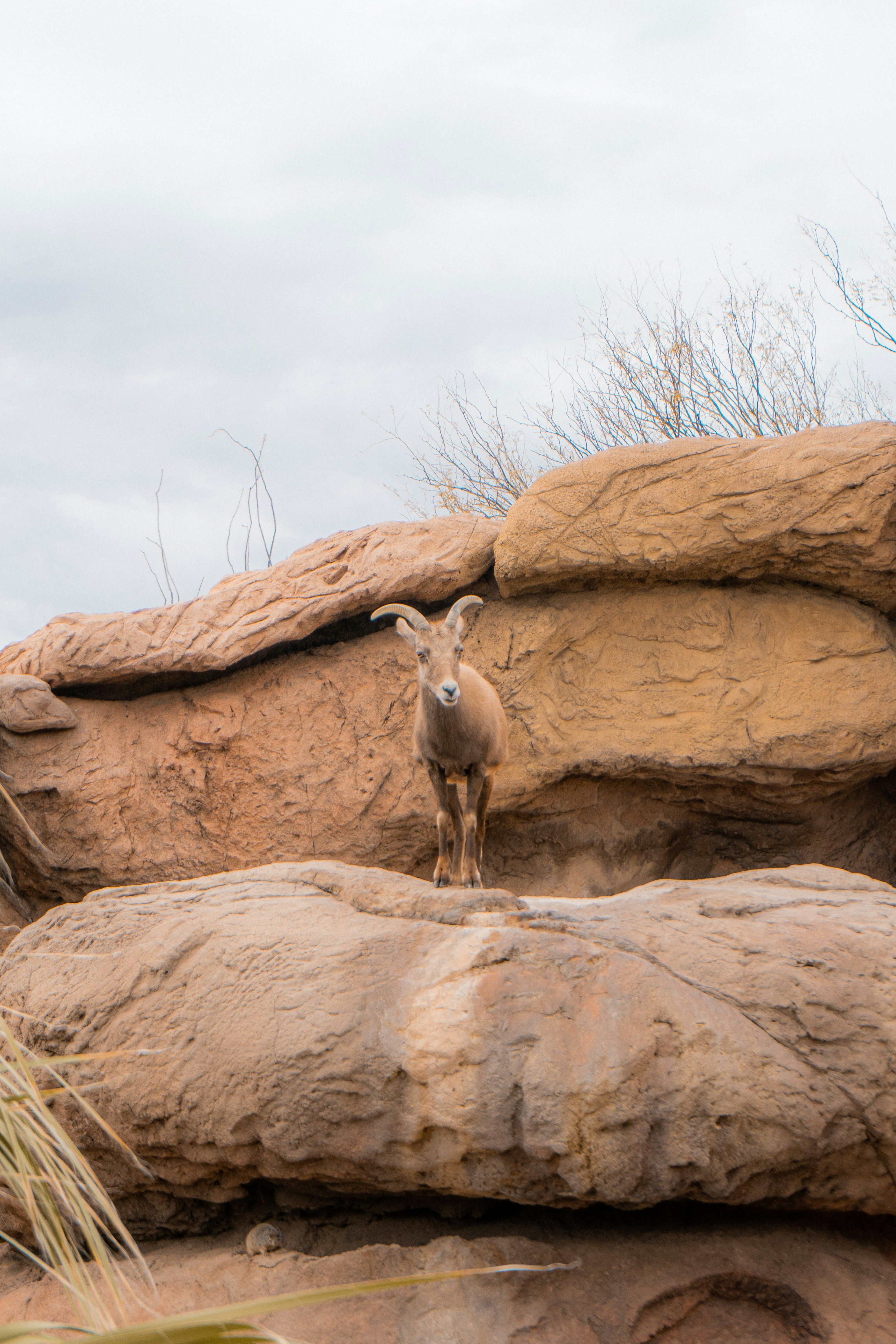 Ram-Guard of the Tertiary Cliff