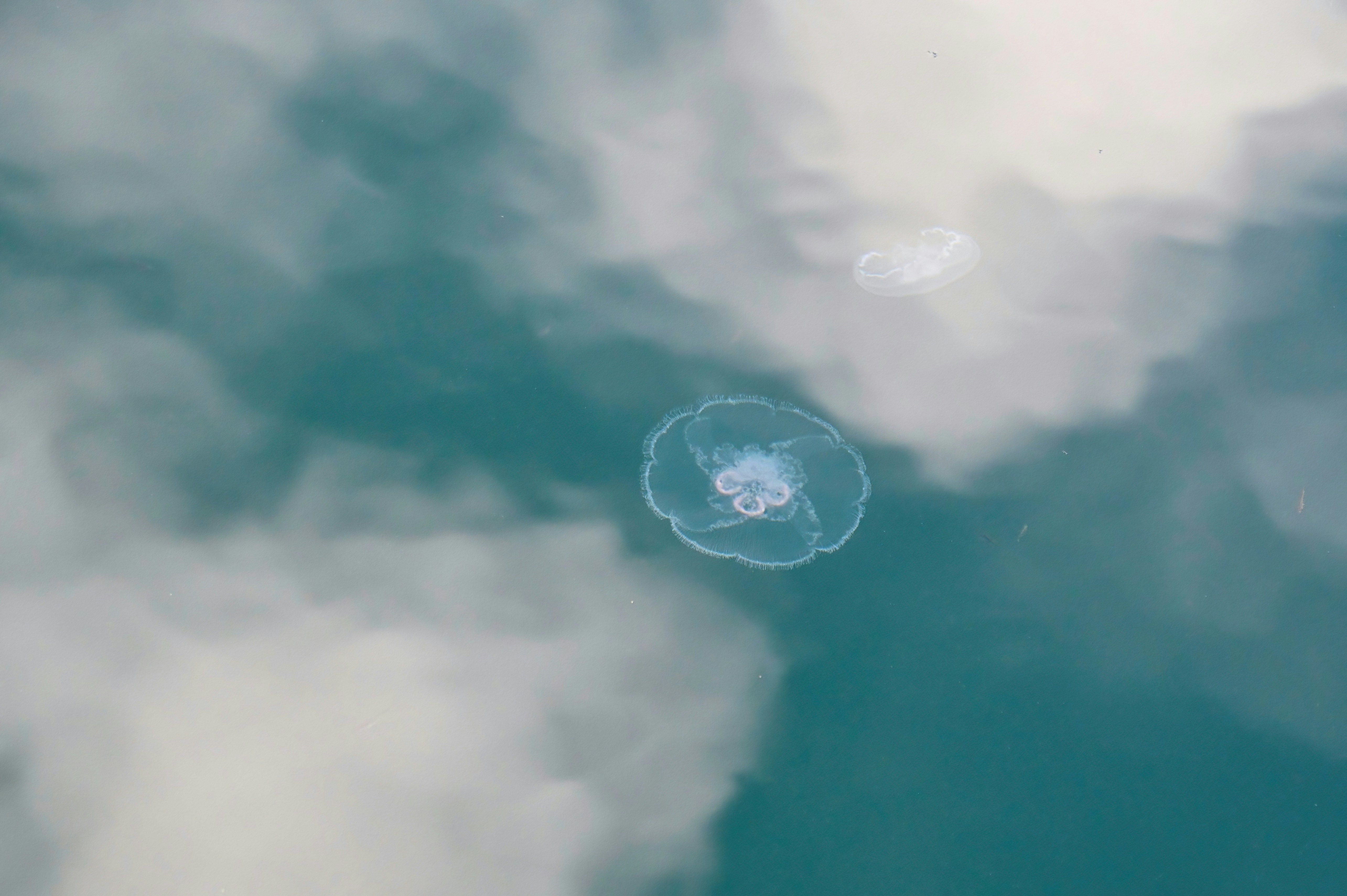 Jellyfish Ring Drifts Across a Teal Cloudscape