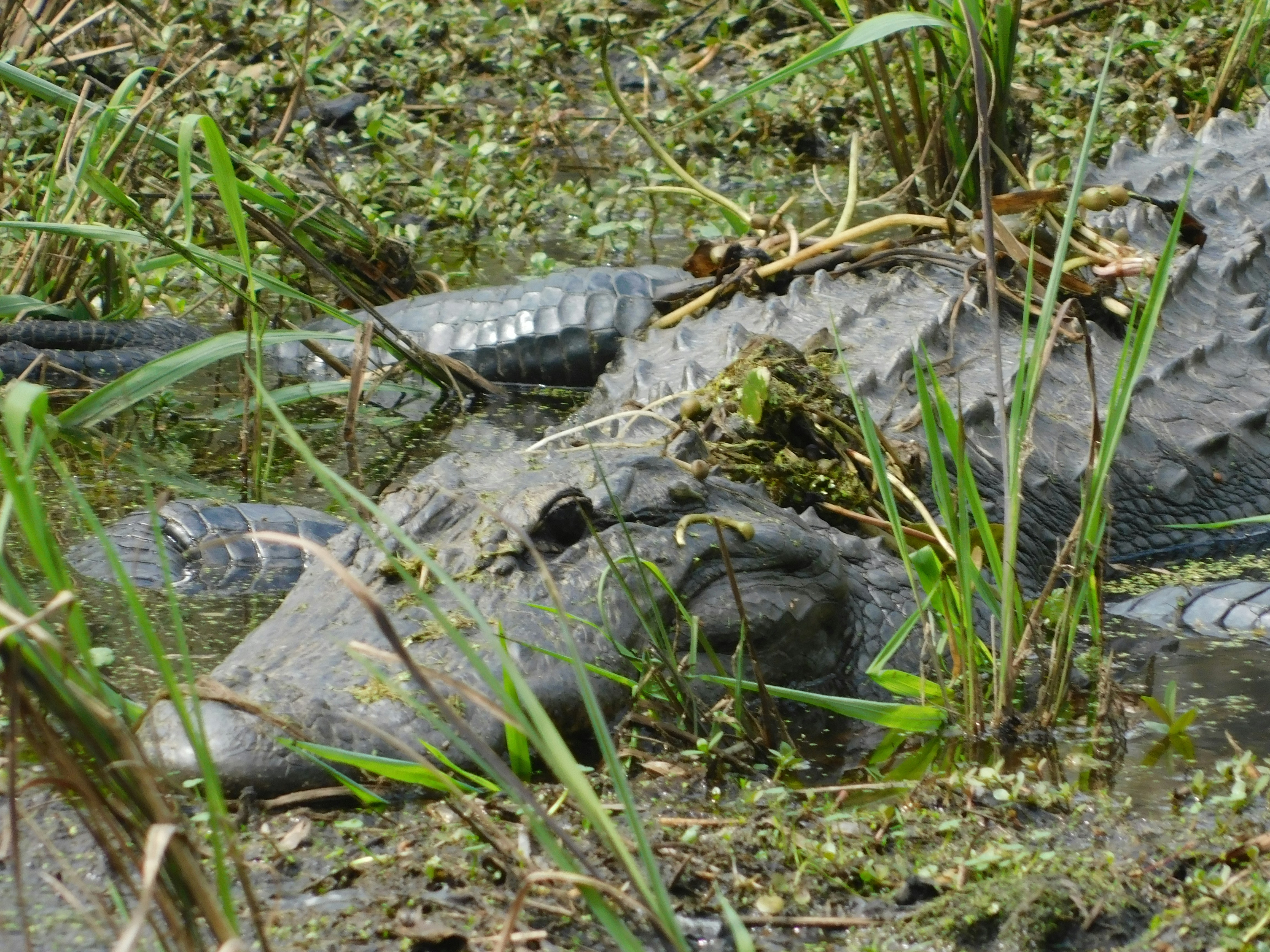 A large alligator laying in a body of water photo – Free Wildlife Image ...