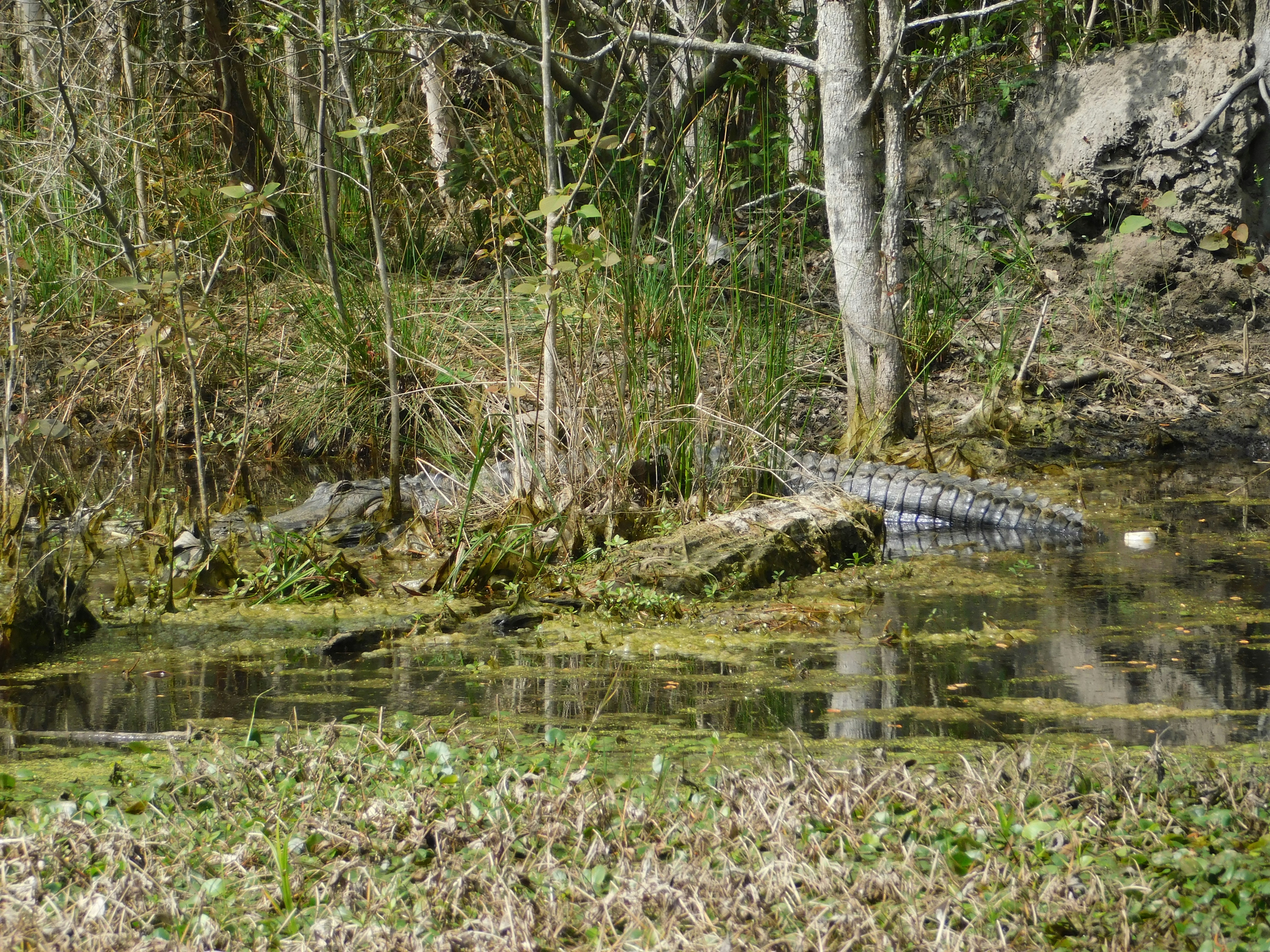 A large alligator laying on top of a lush green forest photo – Free ...