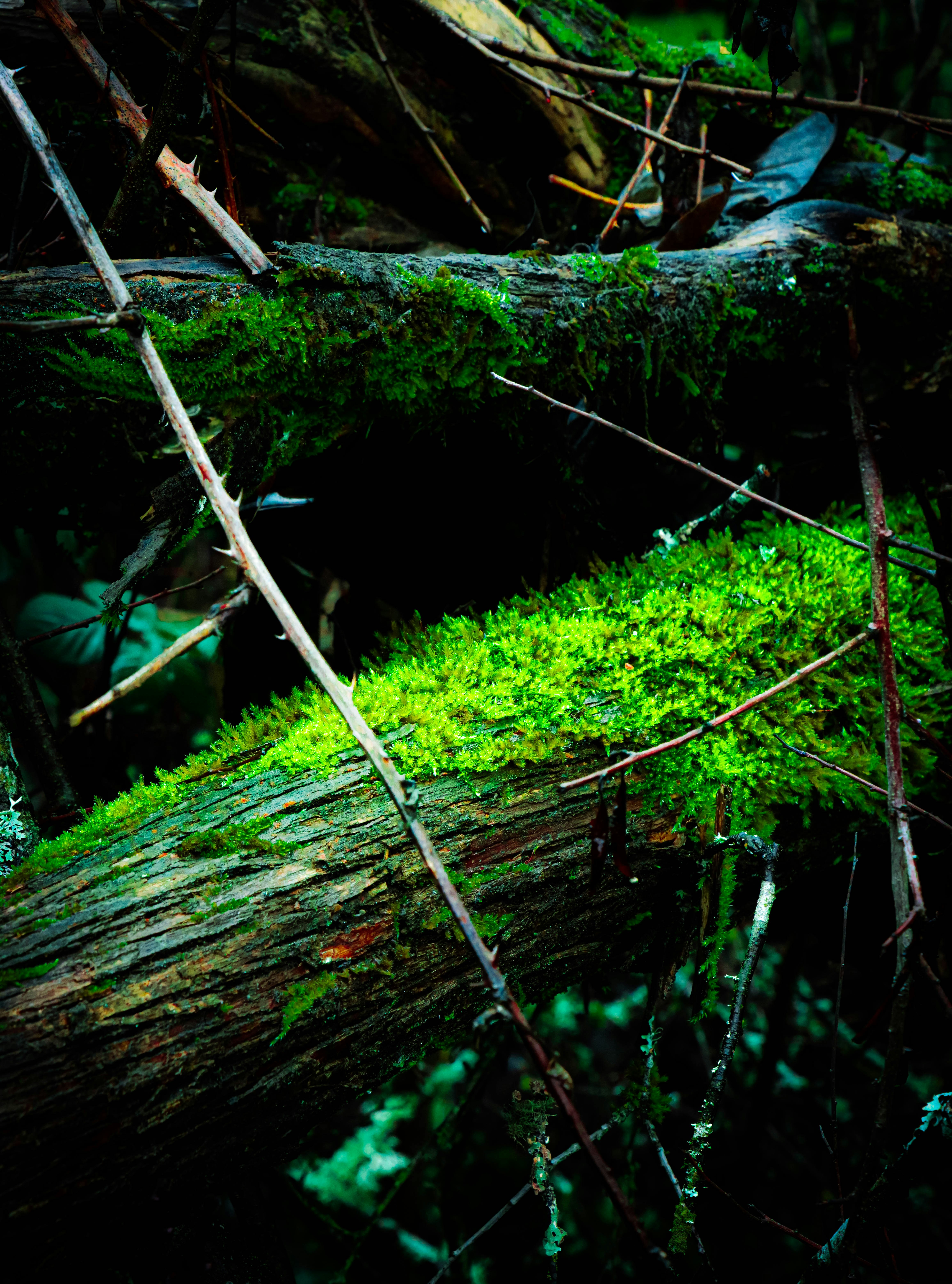 Une bûche couverte de mousse verte dans les bois photo – Photo Mousse ...