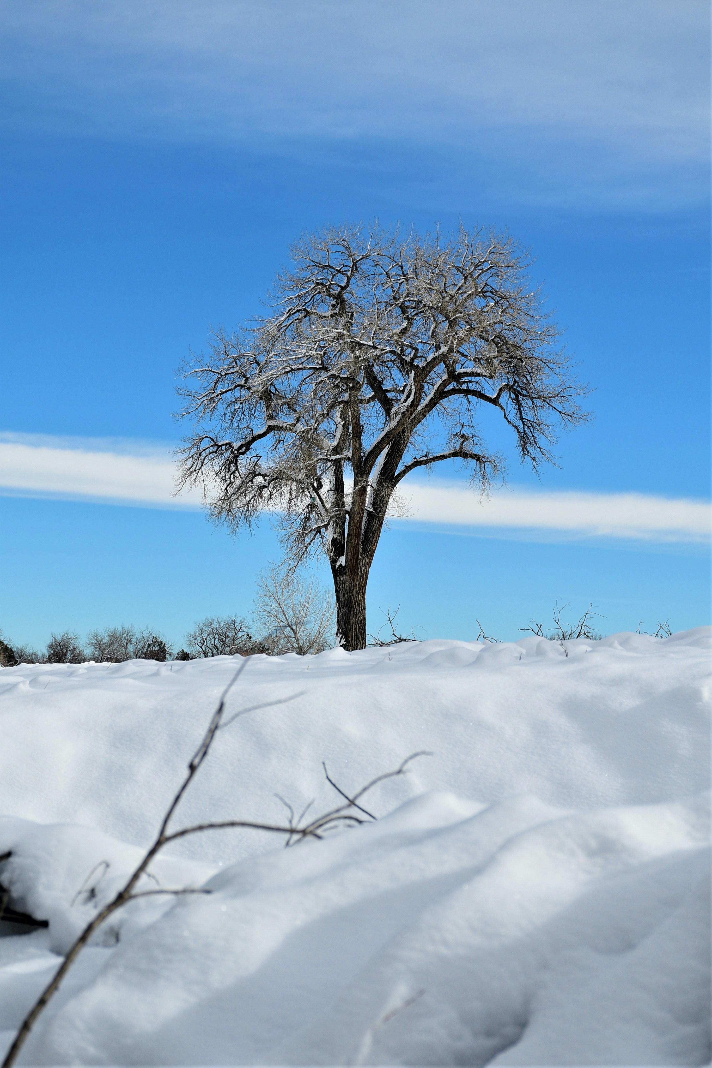 A lone tree in the middle of a snowy field photo – Free Winter Image on ...