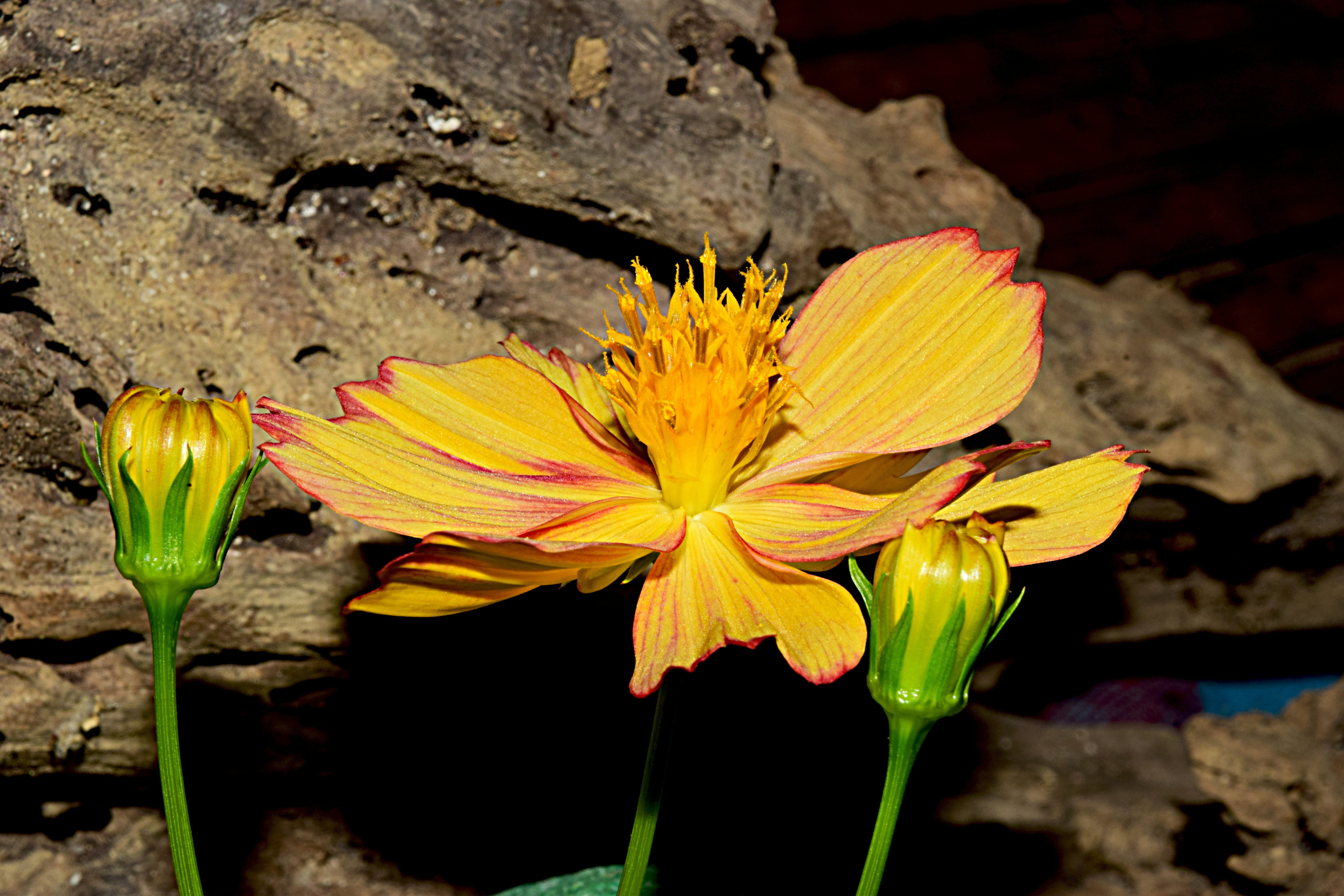 Golden Petals Erupt from Dark Nook