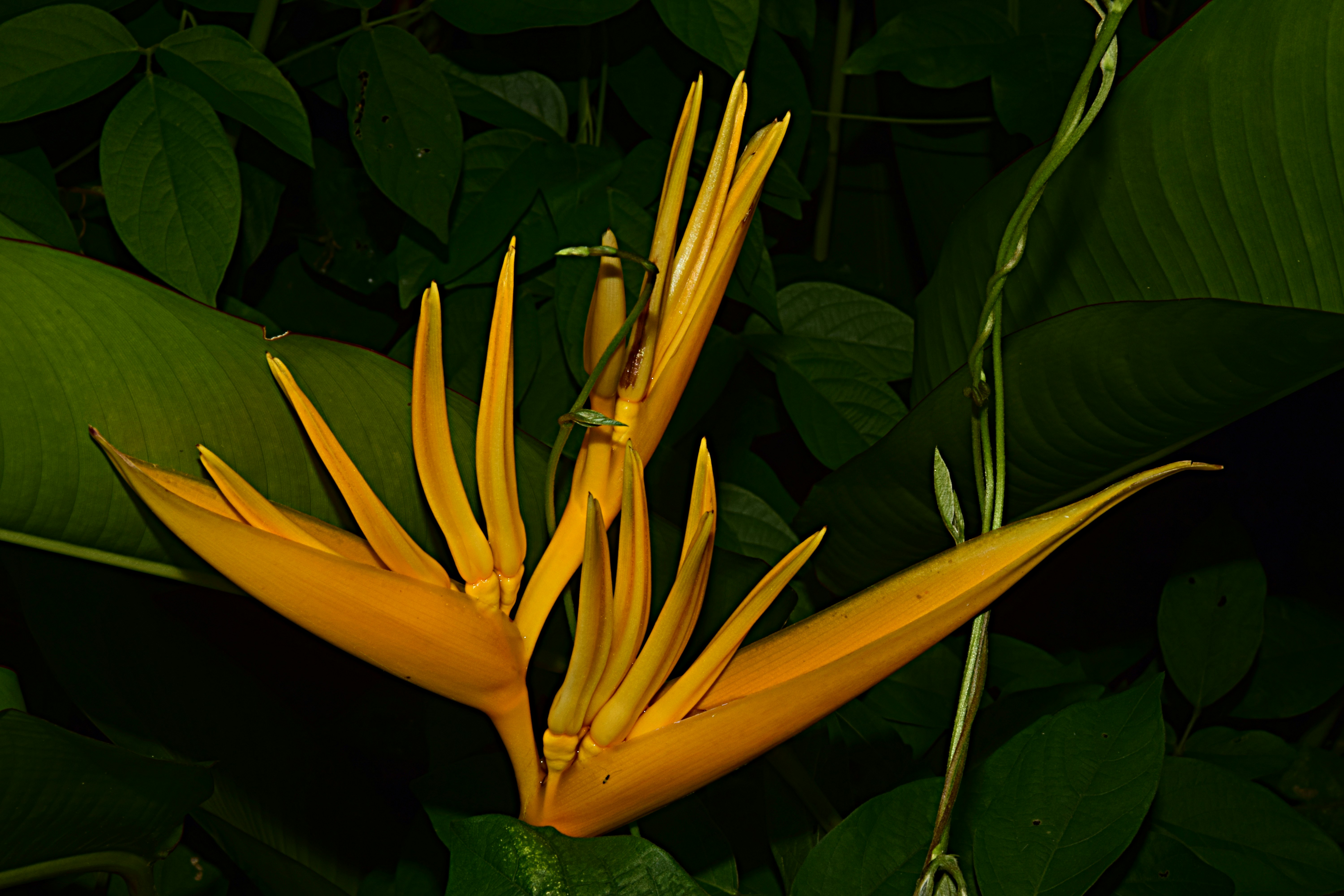 a close up of a flower on a plant