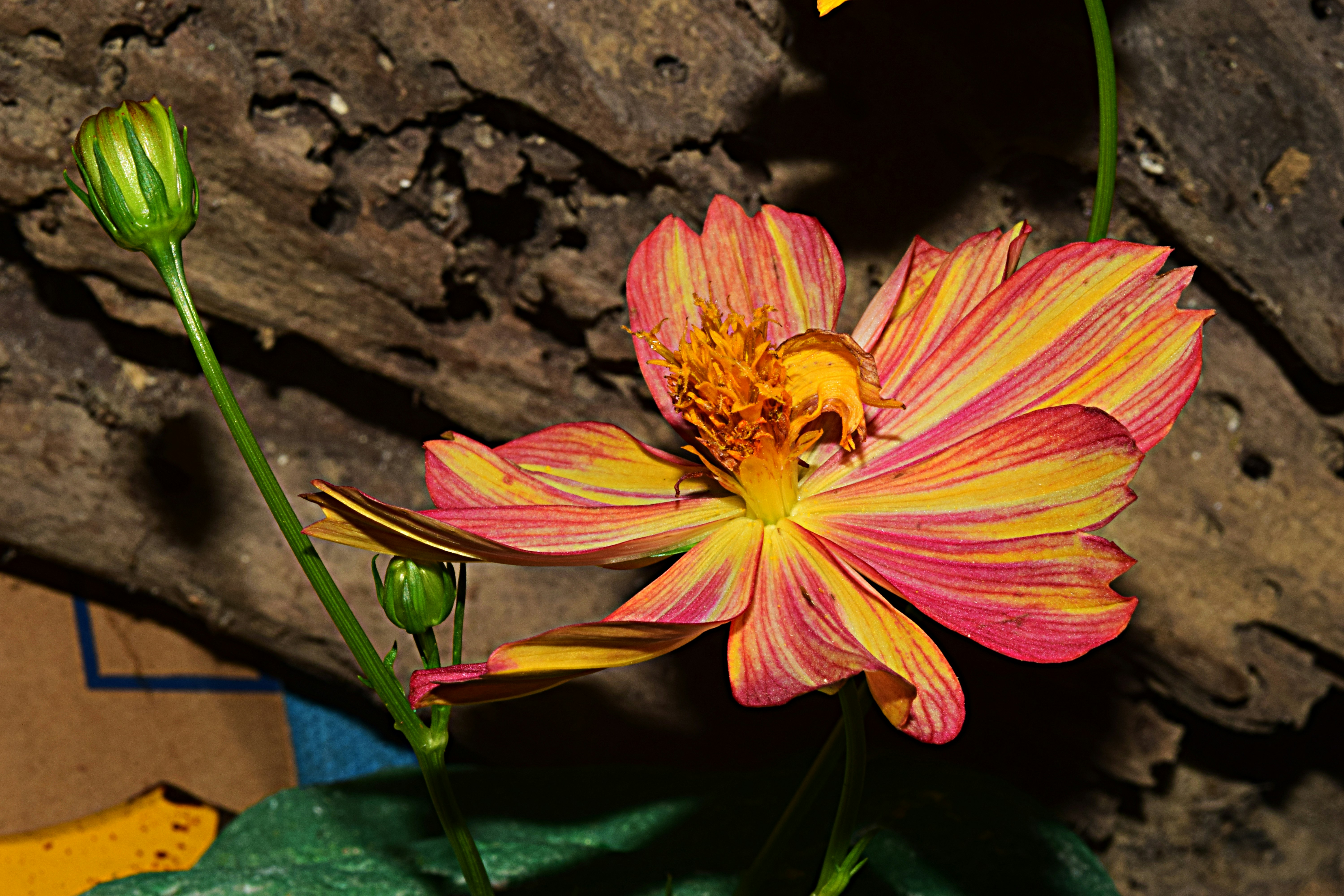 a close up of a flower on a plant