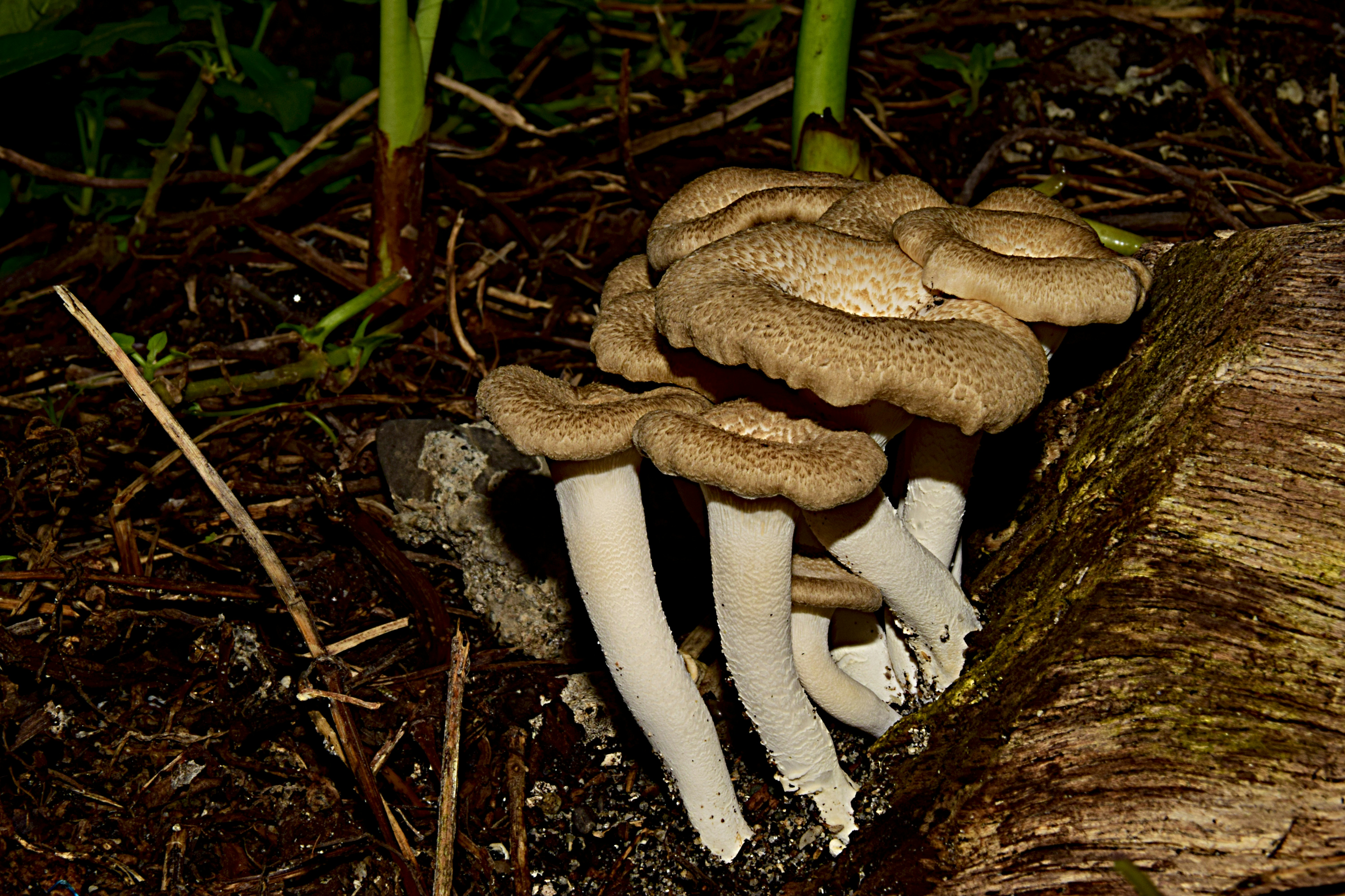 Photo by Peter Franke with Nikon D5300