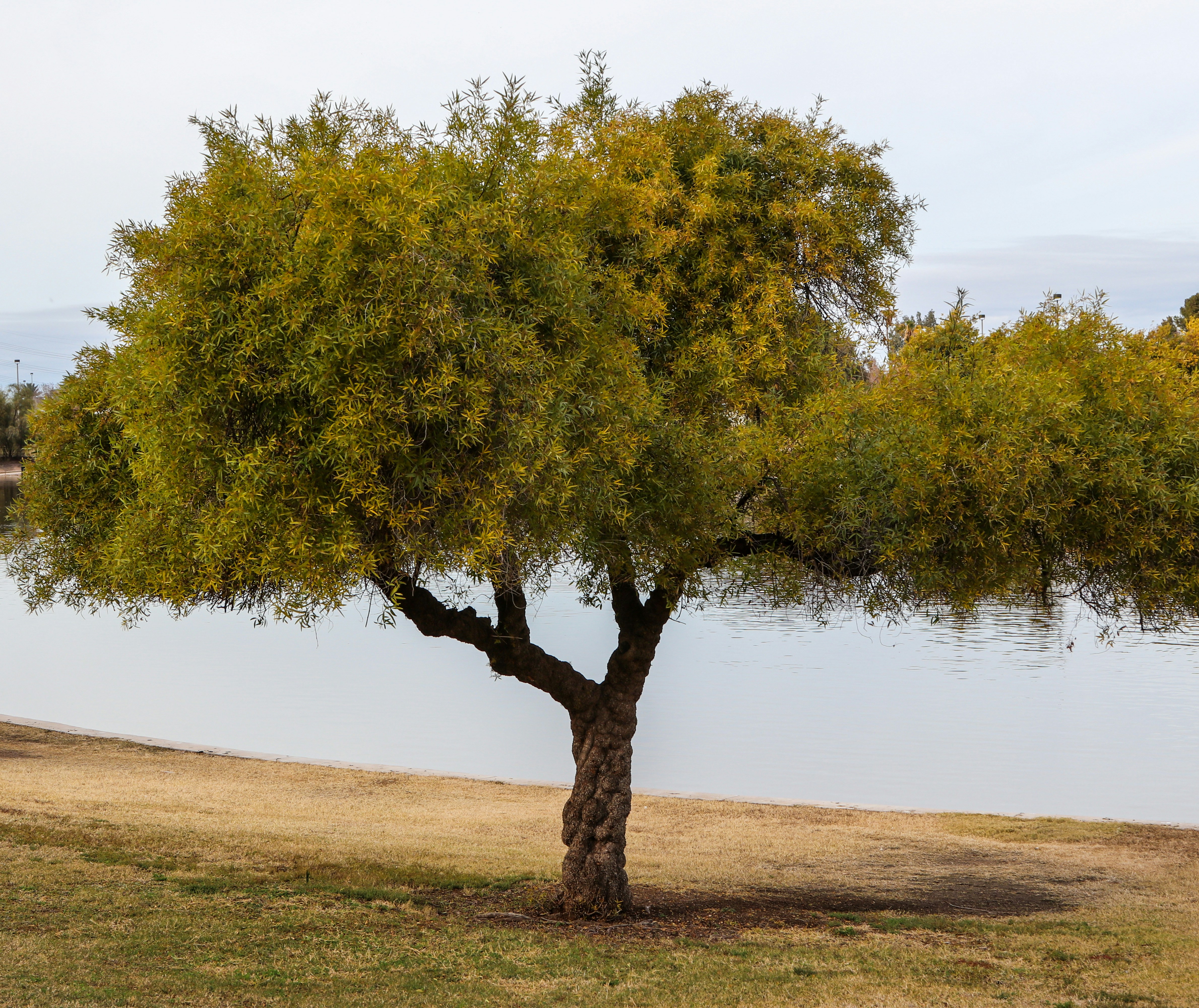 Lakeside Sentinel: A Gnarled Tree Framing Calm Waters