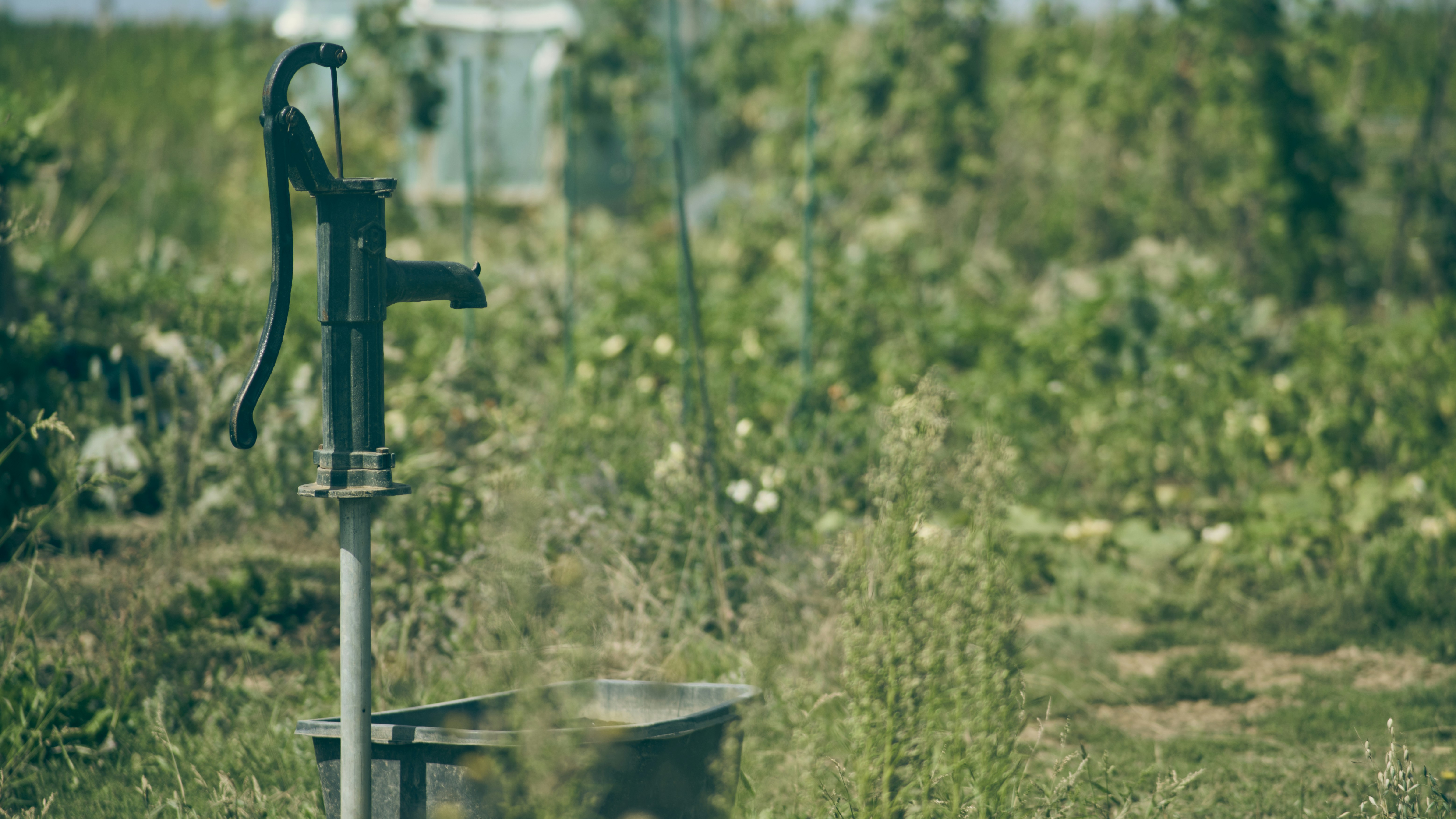 The Quiet Well: A Vintage Hand Pump in a Sun-Faded Garden