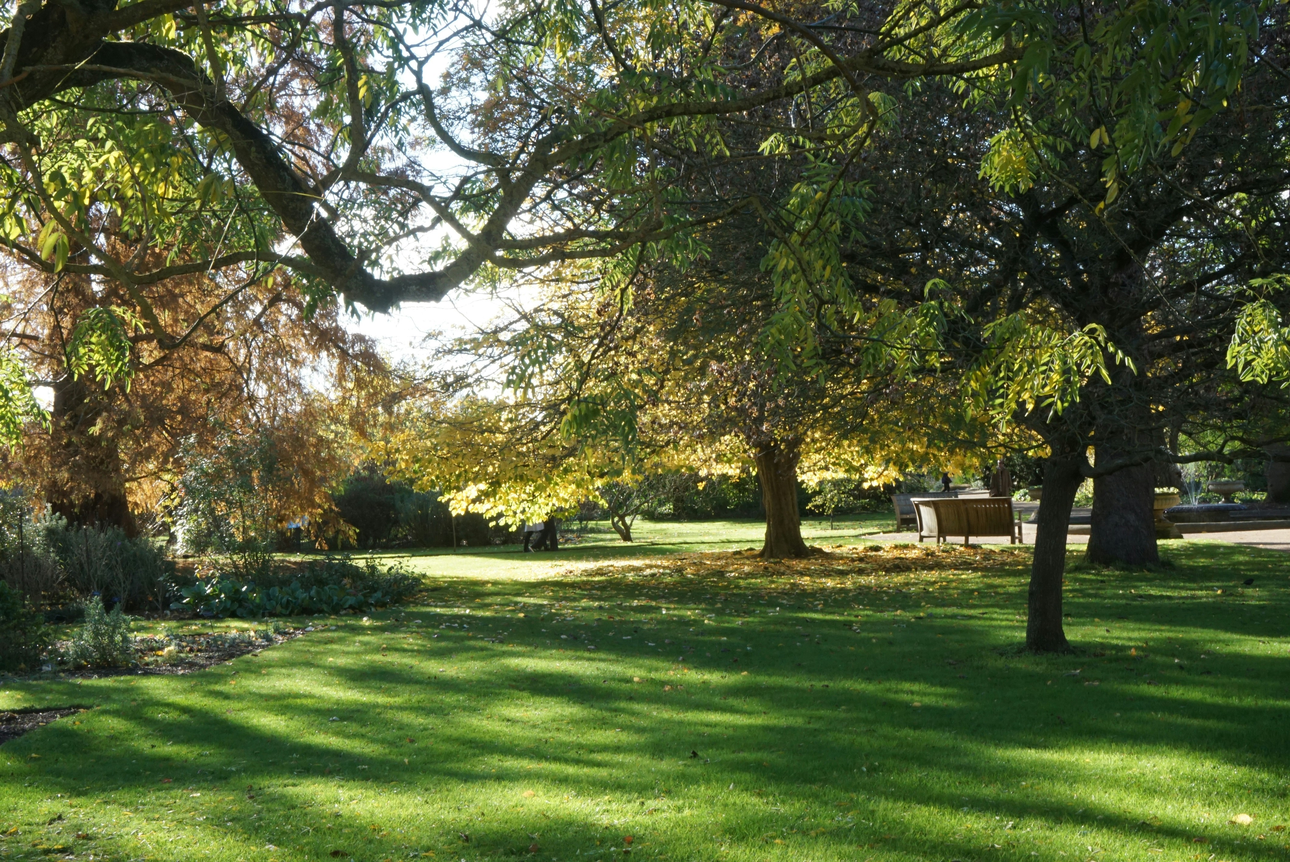 Lush green park with tall trees casting intricate shadows on the grass.