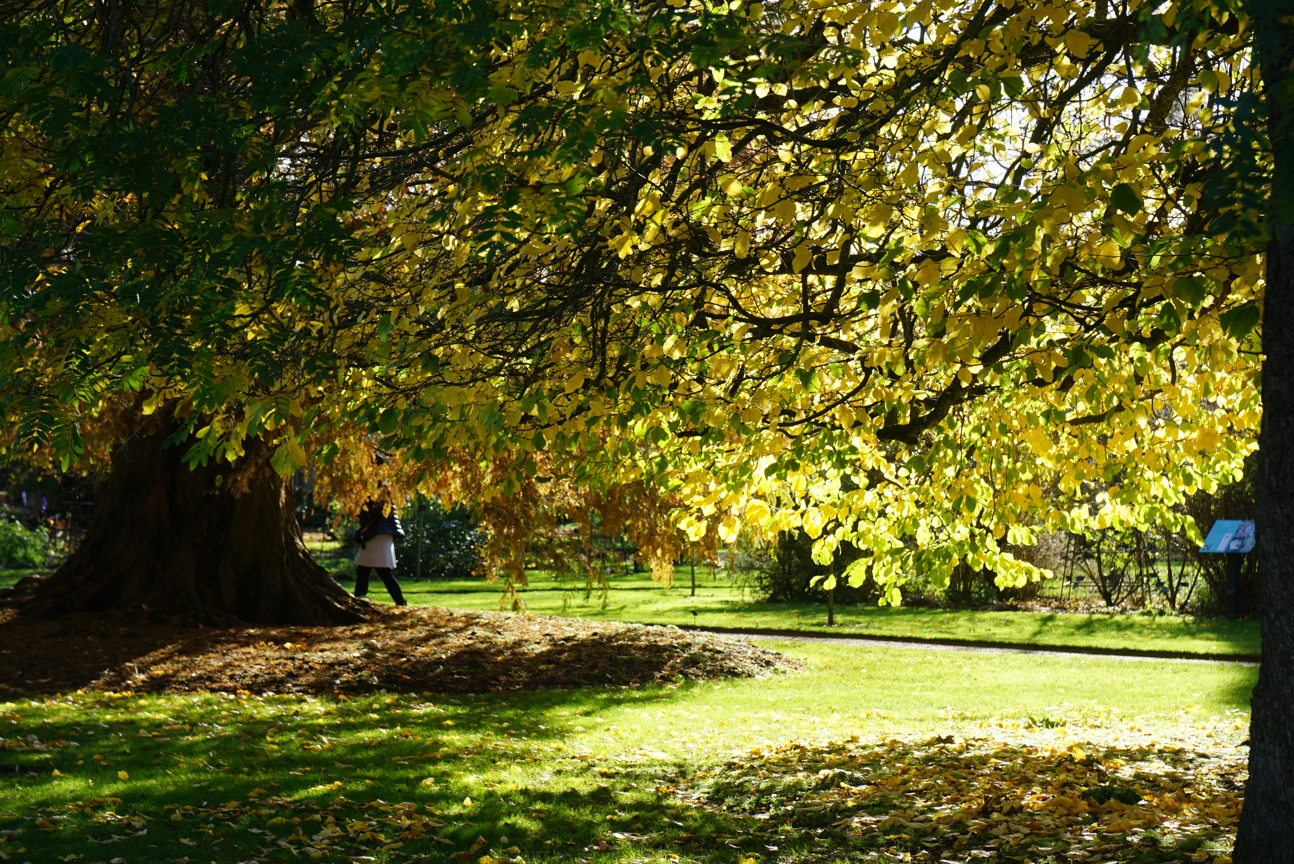 A person sitting under a tree in a park photo – Free Oxford botanic ...