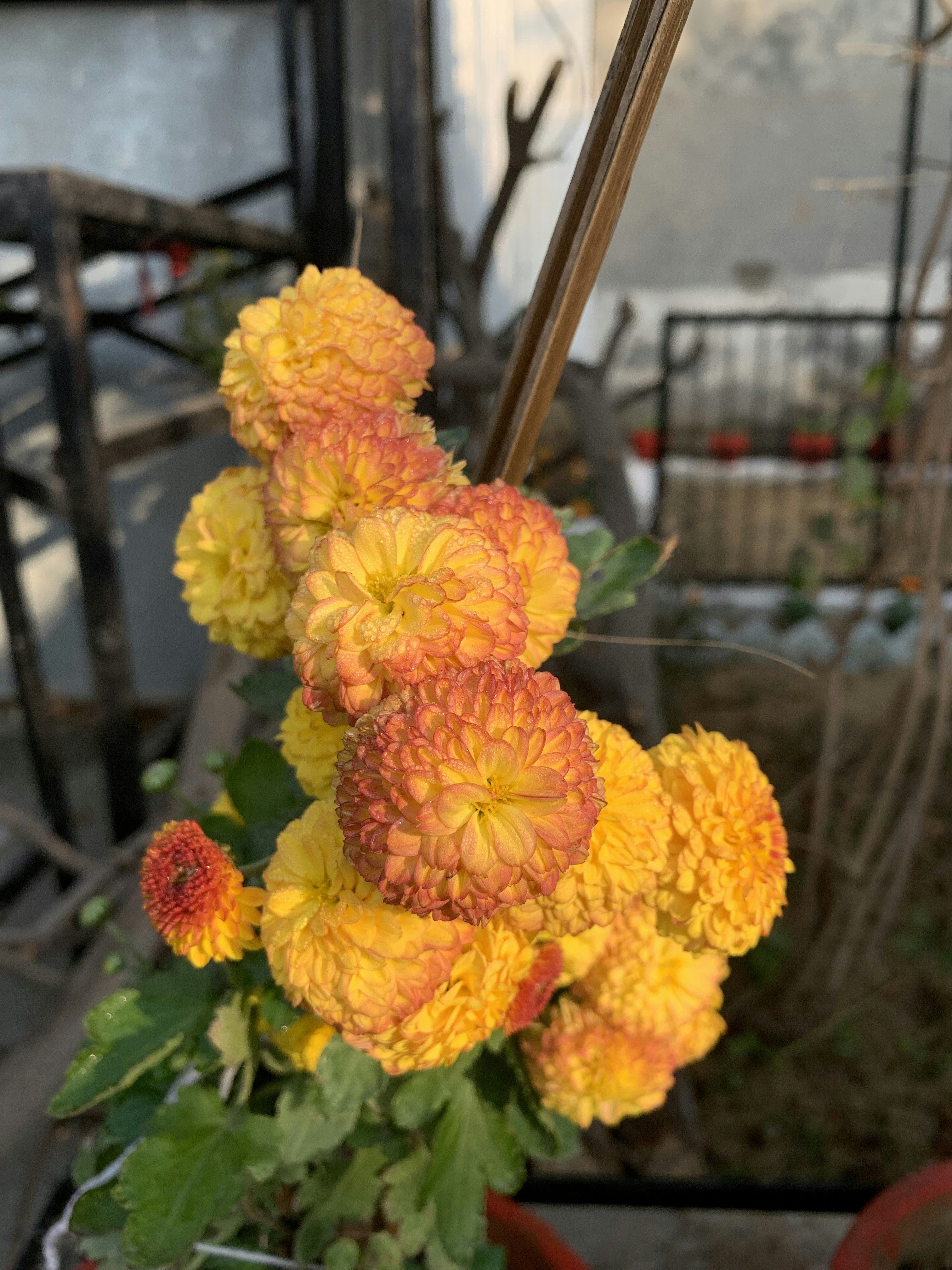 Photo by Parikshit Tripathy with Apple iPhone XR