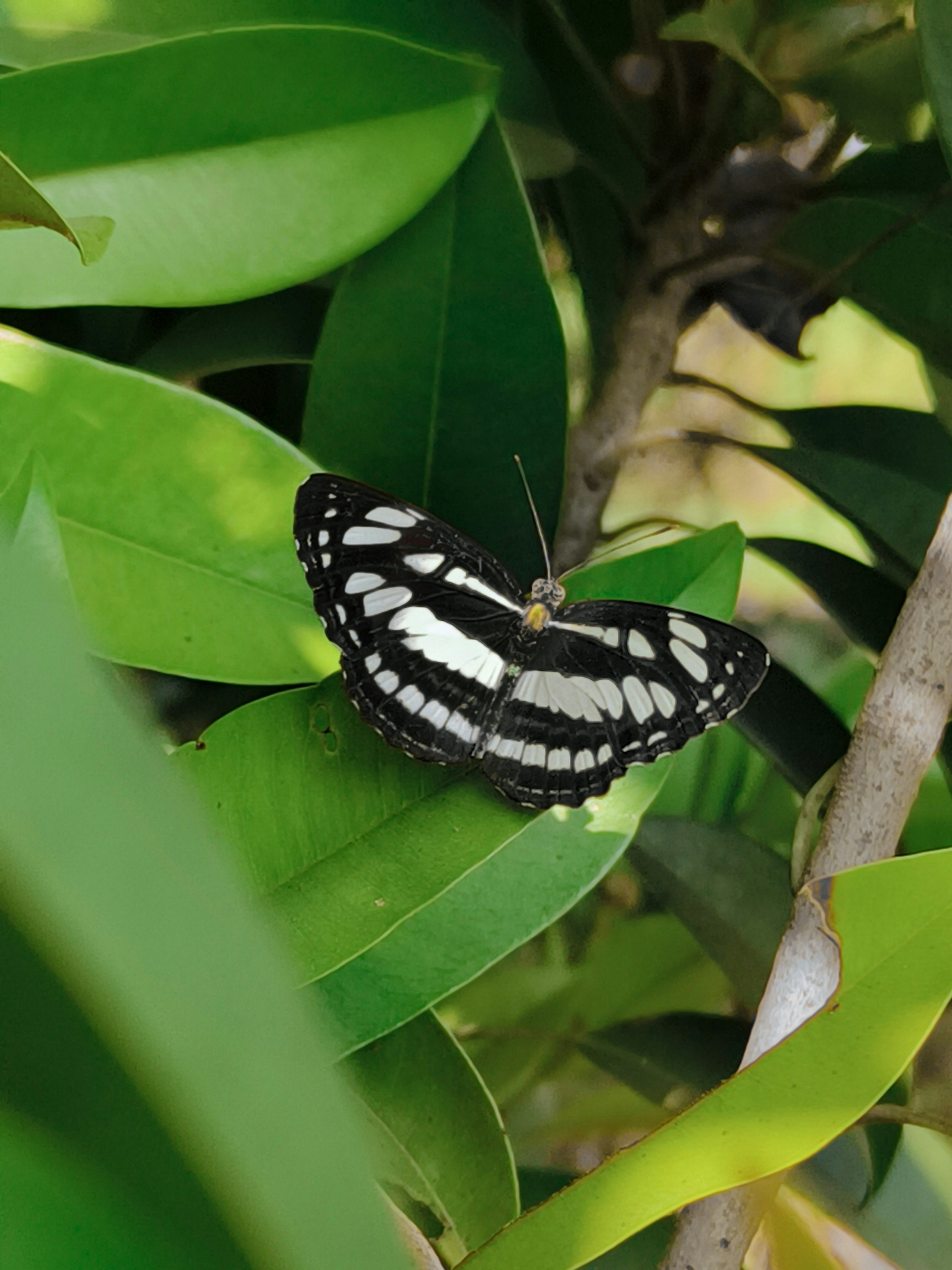Black and white butterfly resting on vibrant green leaves, showcasing its delicate patterns and textures.