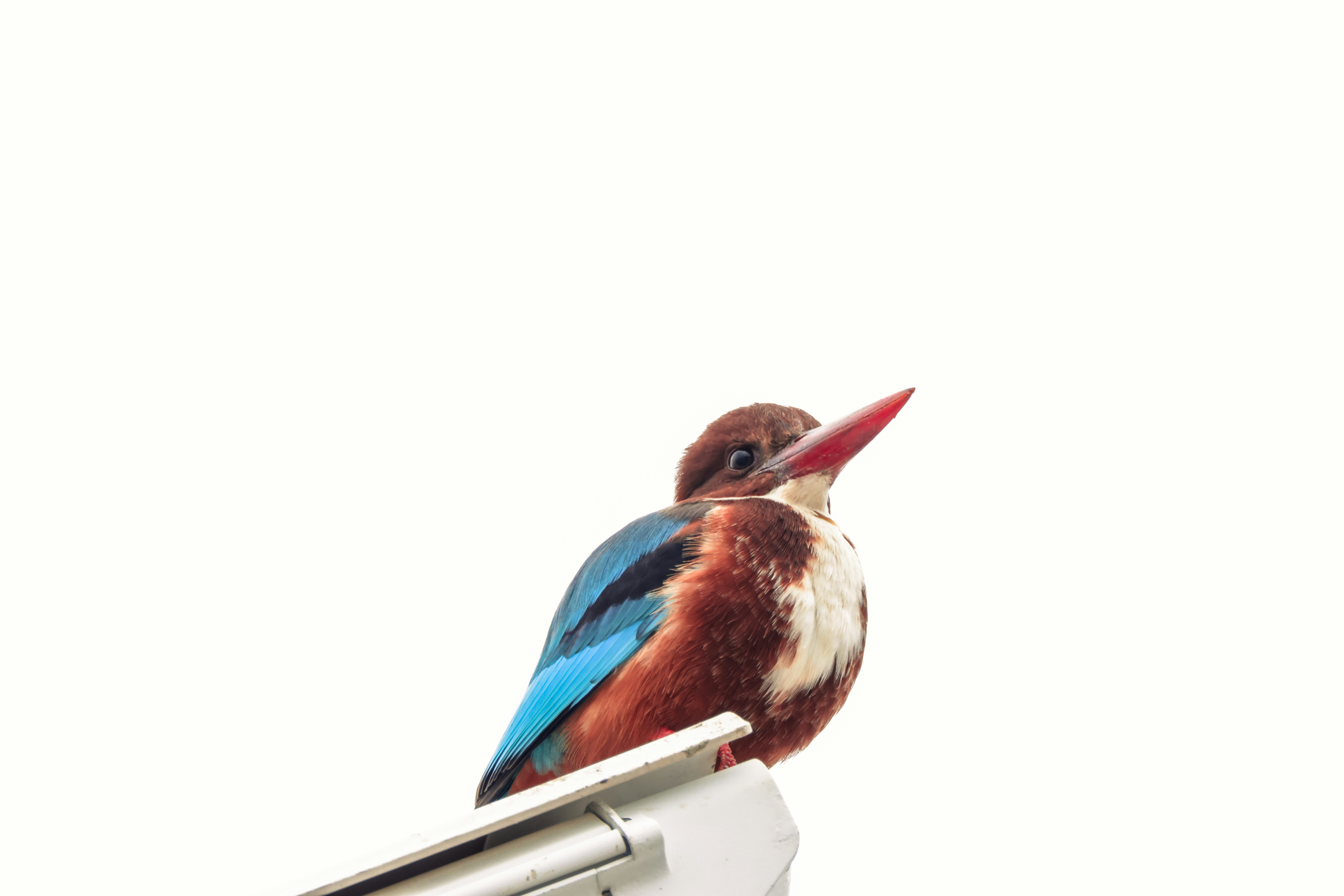 Azure-Winged Kingfisher Perched on a Clean White Railing