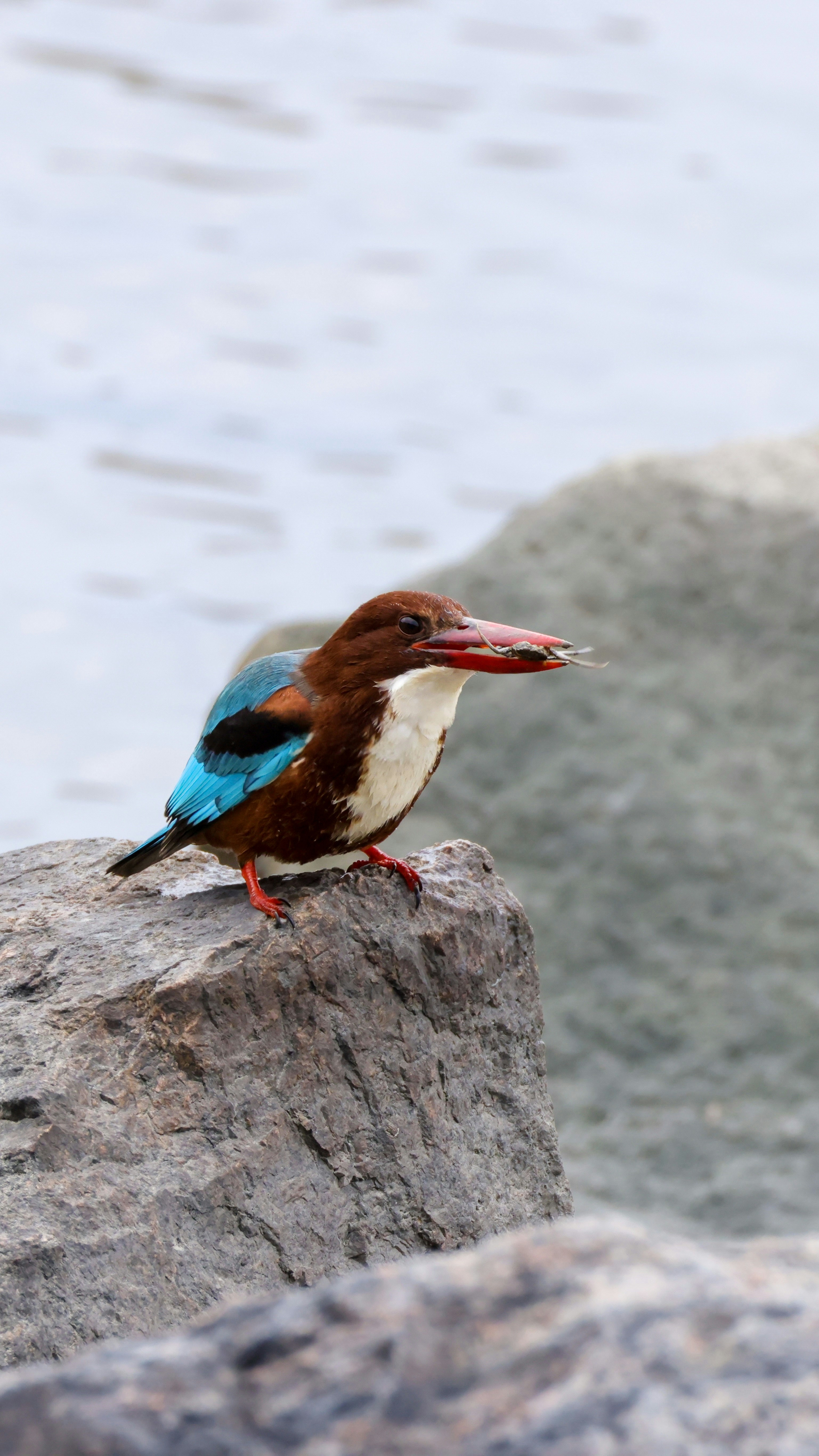 Azure-Winged Kingfisher Perched on Weathered Granite by a Quiet Shore