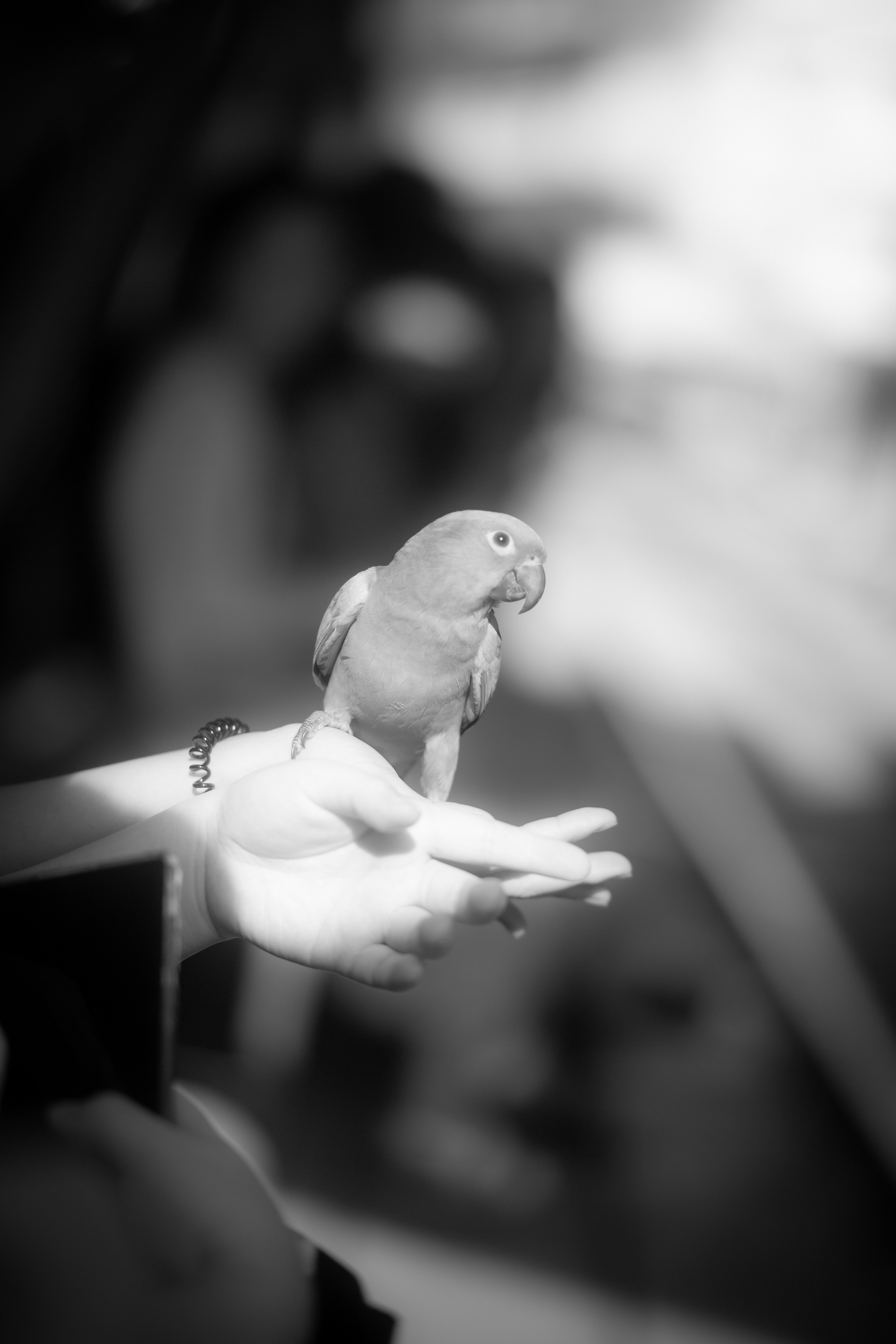 a small bird perched on a persons hand