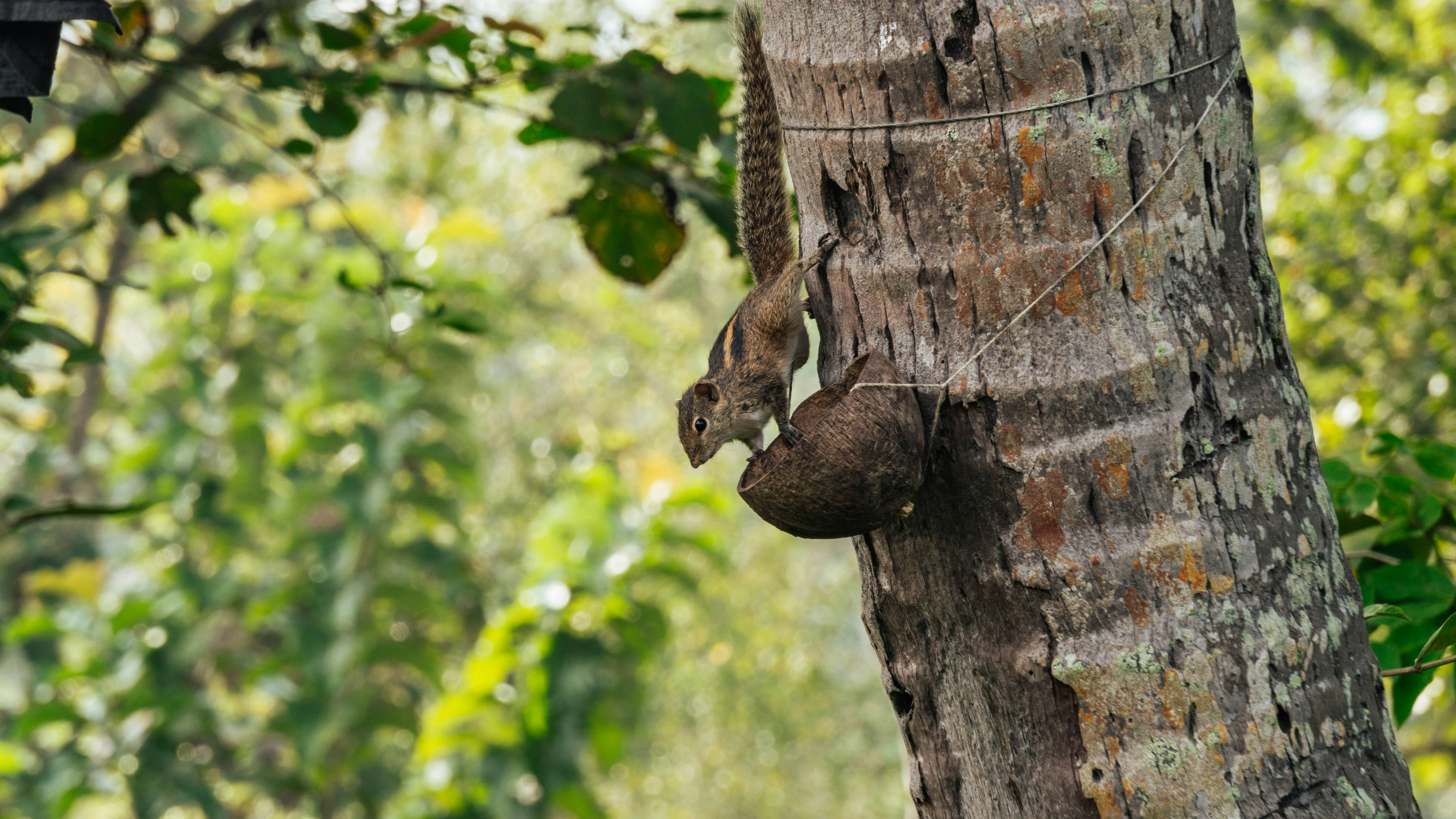 a squirrel climbing up the side of a tree