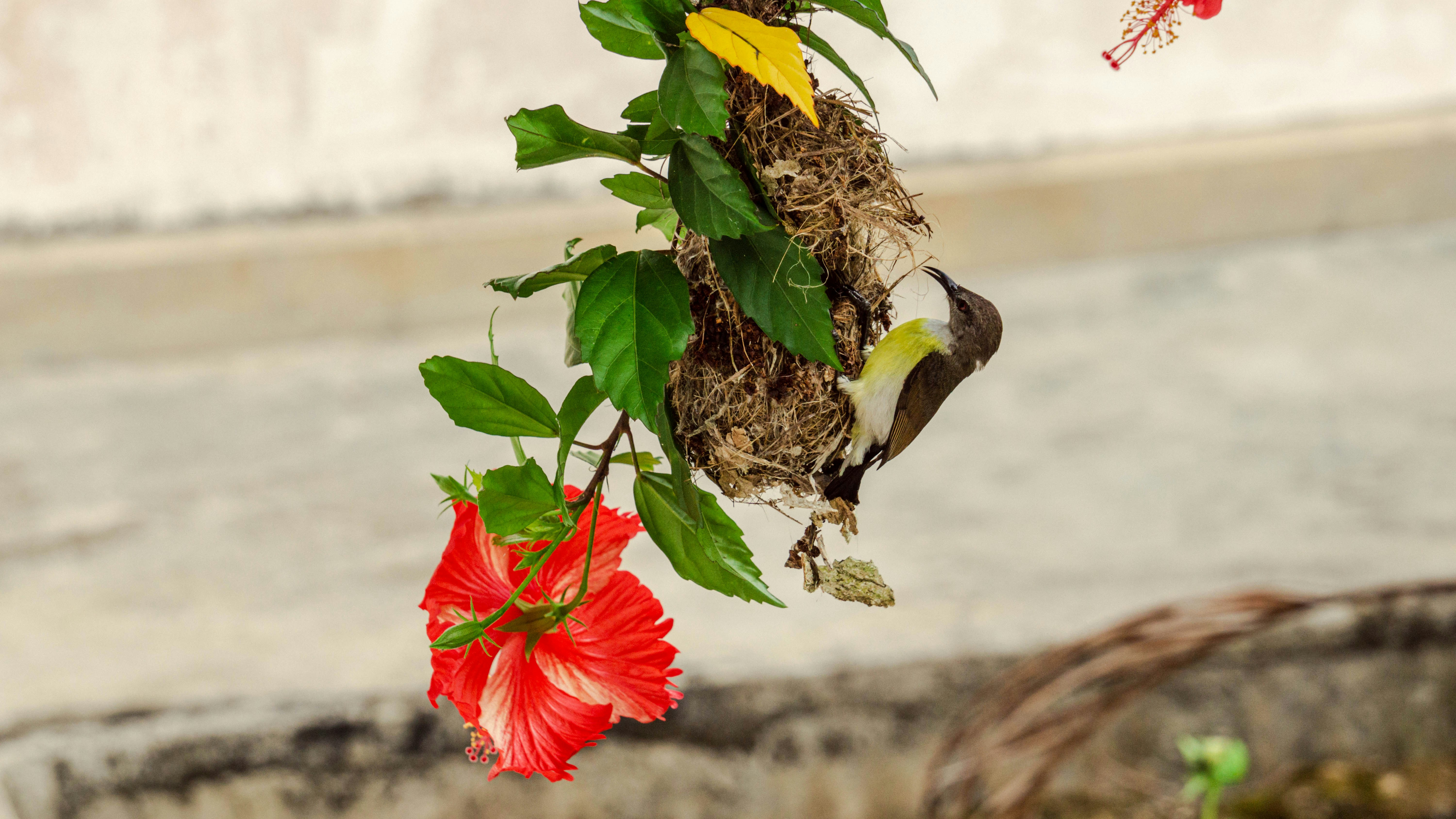 Nest Guardian by Hibiscus: A Tiny Bird at the Woven Cradle