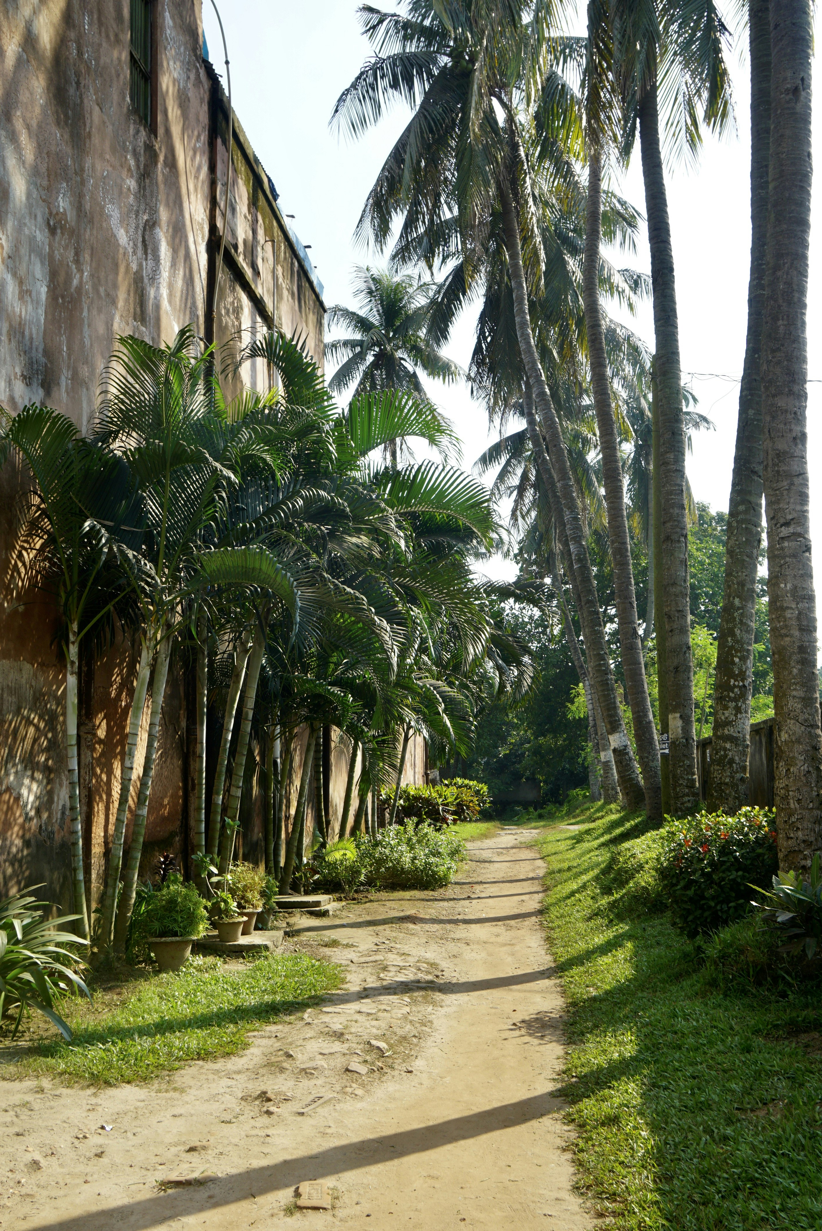 Verdant Pathway Through Timeworn Walls