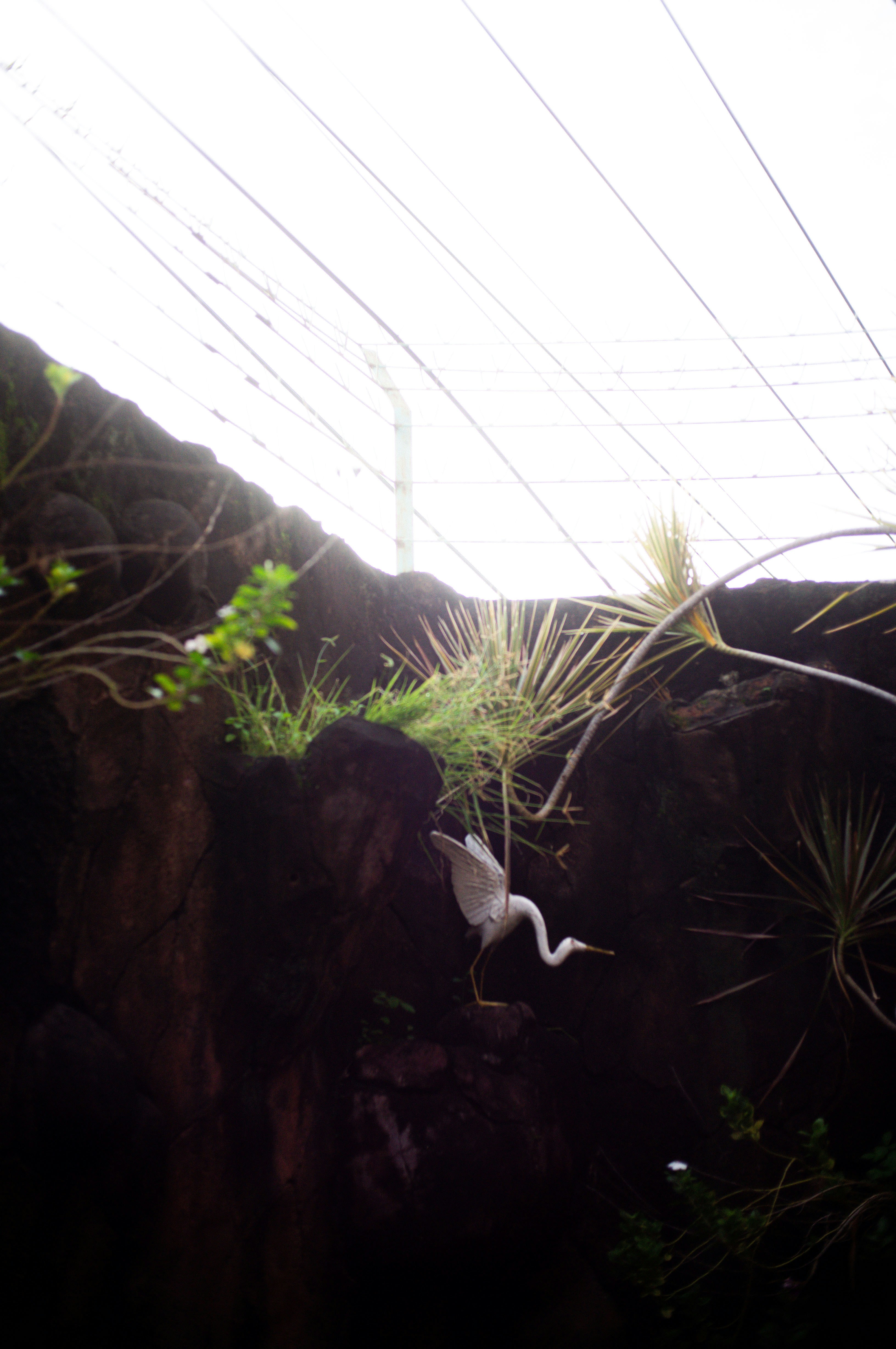 White Heron Sculpture Adrift on Lava Rock Under a Web of Wires