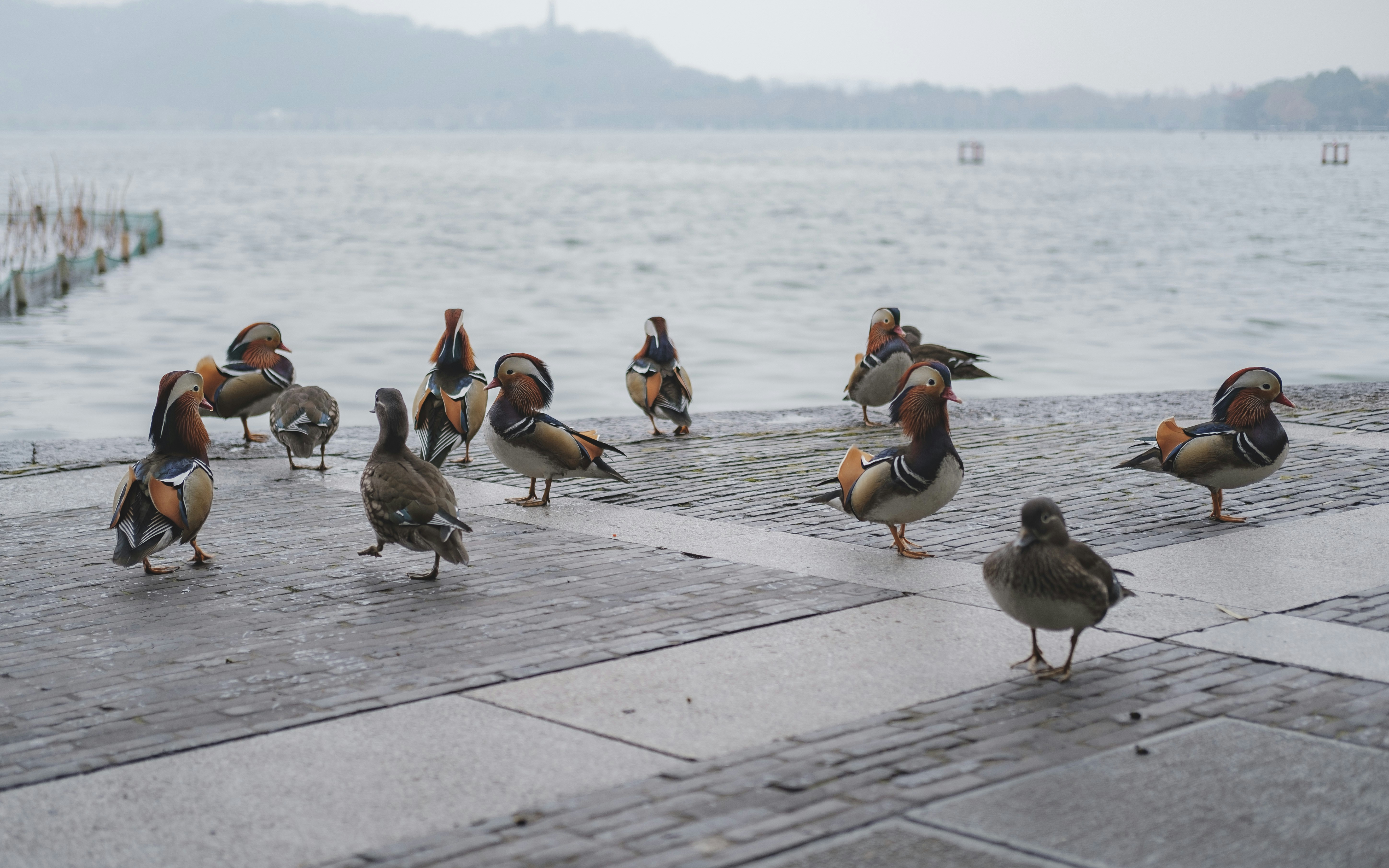 Gaggle by the Water: Geese at a Quiet Lakeside Pier