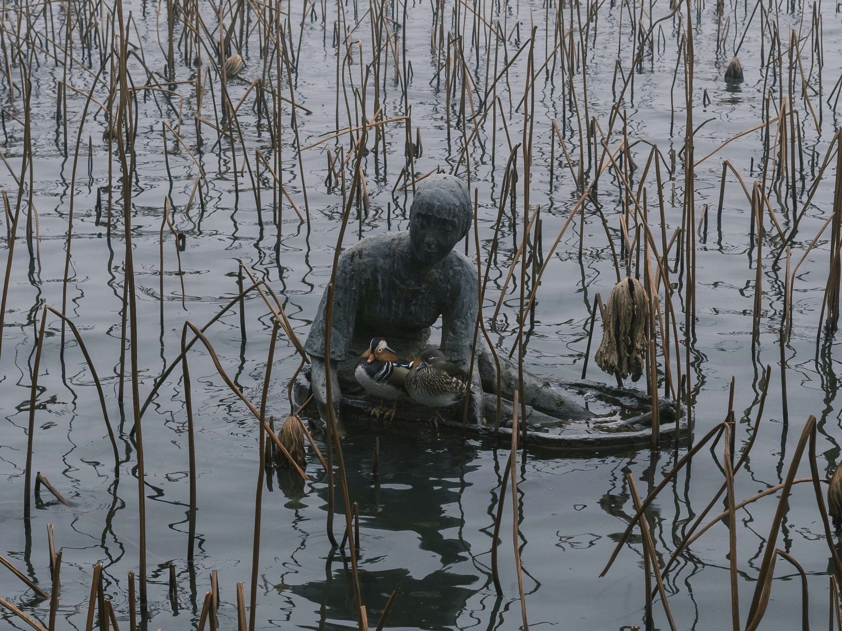 A statue of a man in a body of water with ducks photo – Free Hangzhou ...