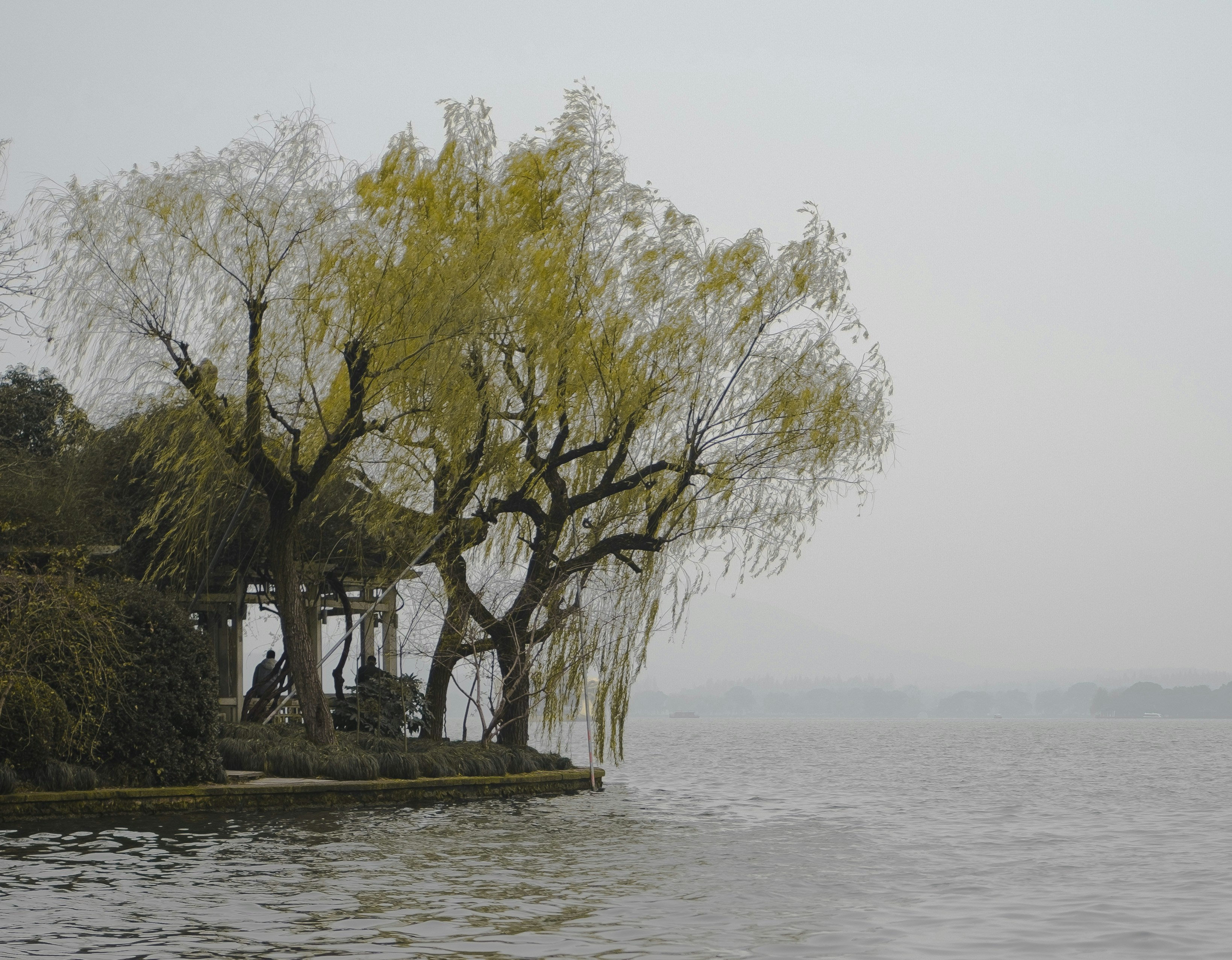 A lone tree on a small island in the middle of a lake photo – Free ...