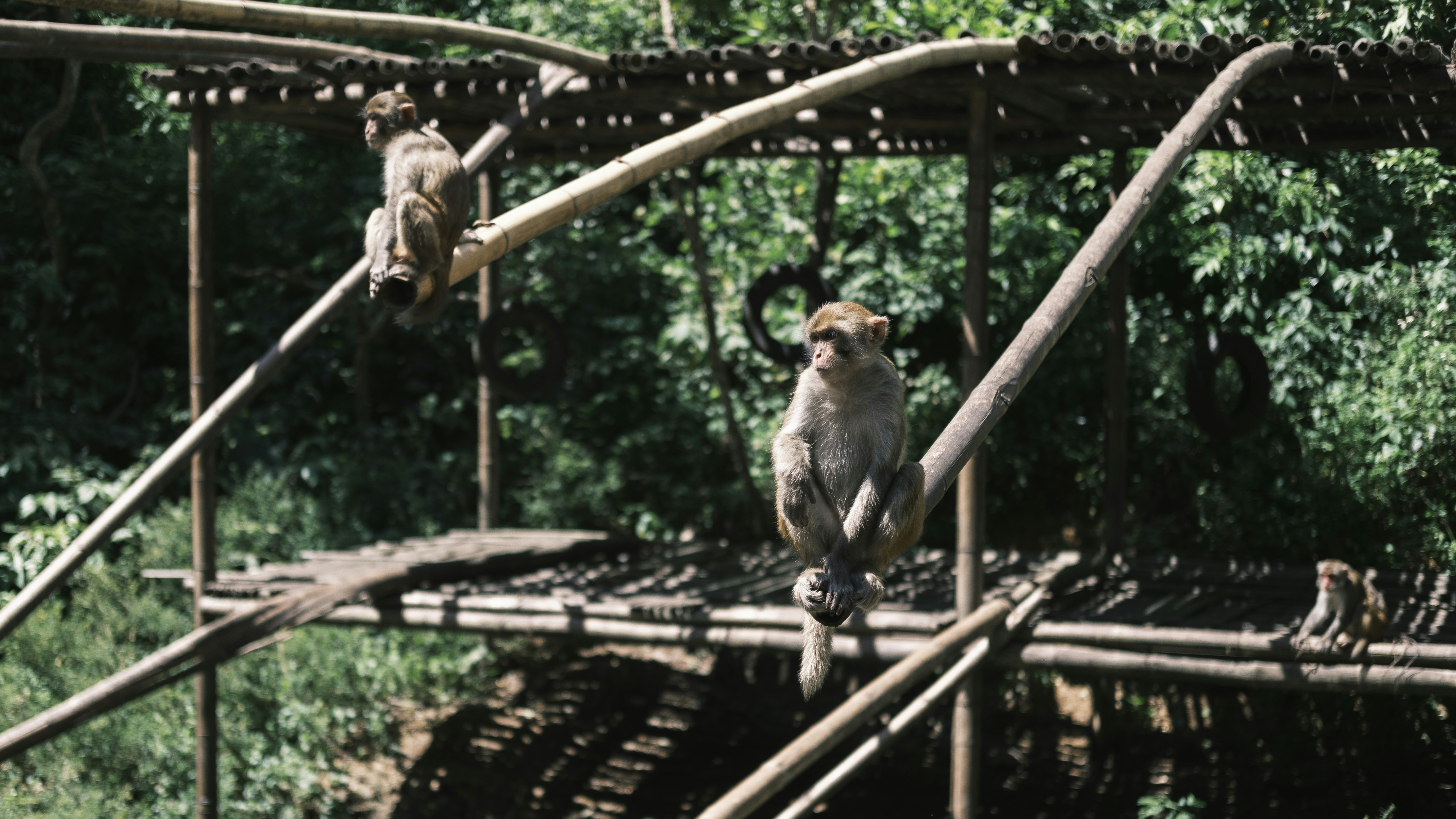 a group of monkeys sitting on top of a wooden structure
