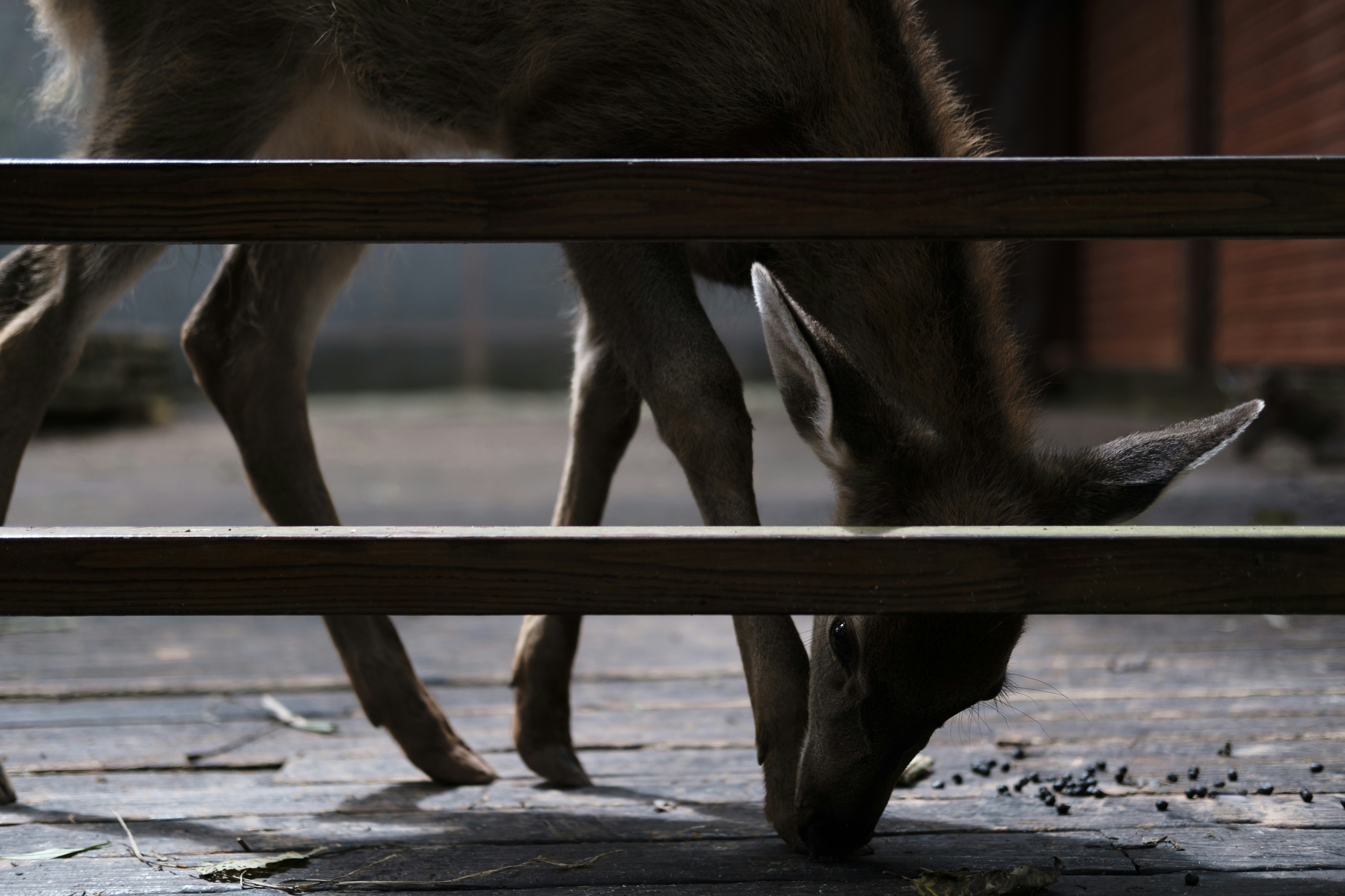 a close up of a deer eating something on the ground