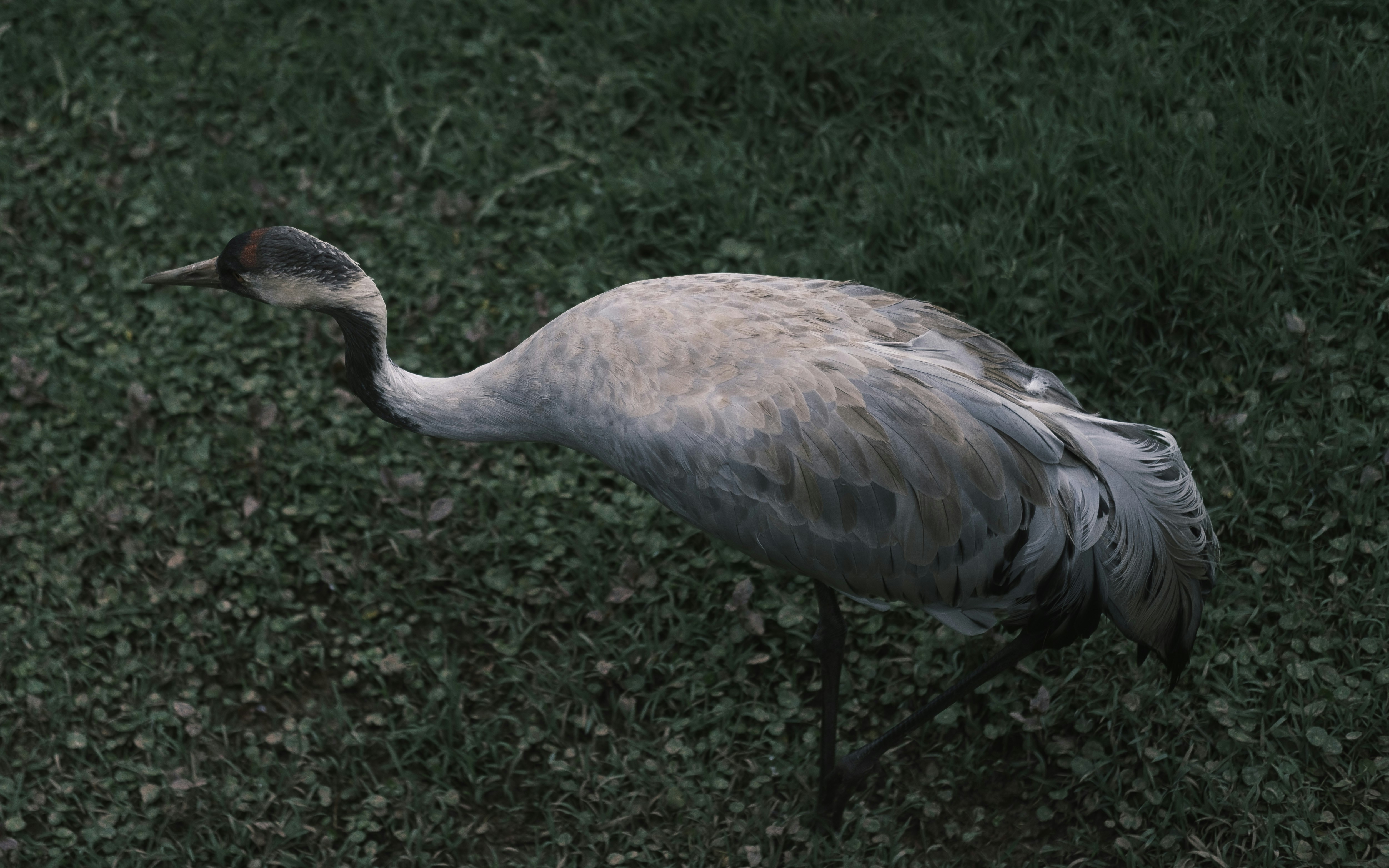a large bird standing on top of a lush green field