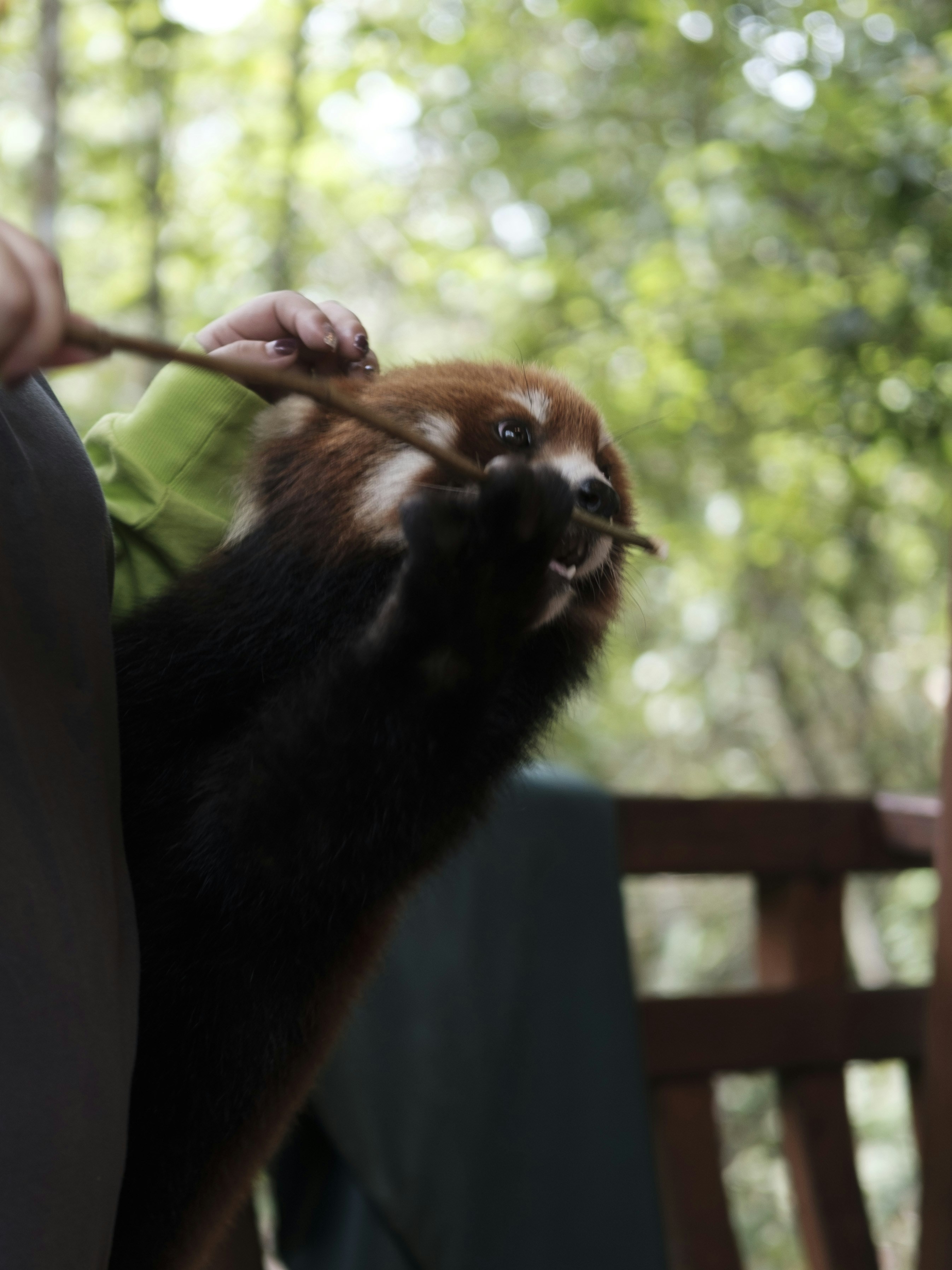 Red Panda Tug: Bamboo Battle in Dappled Light