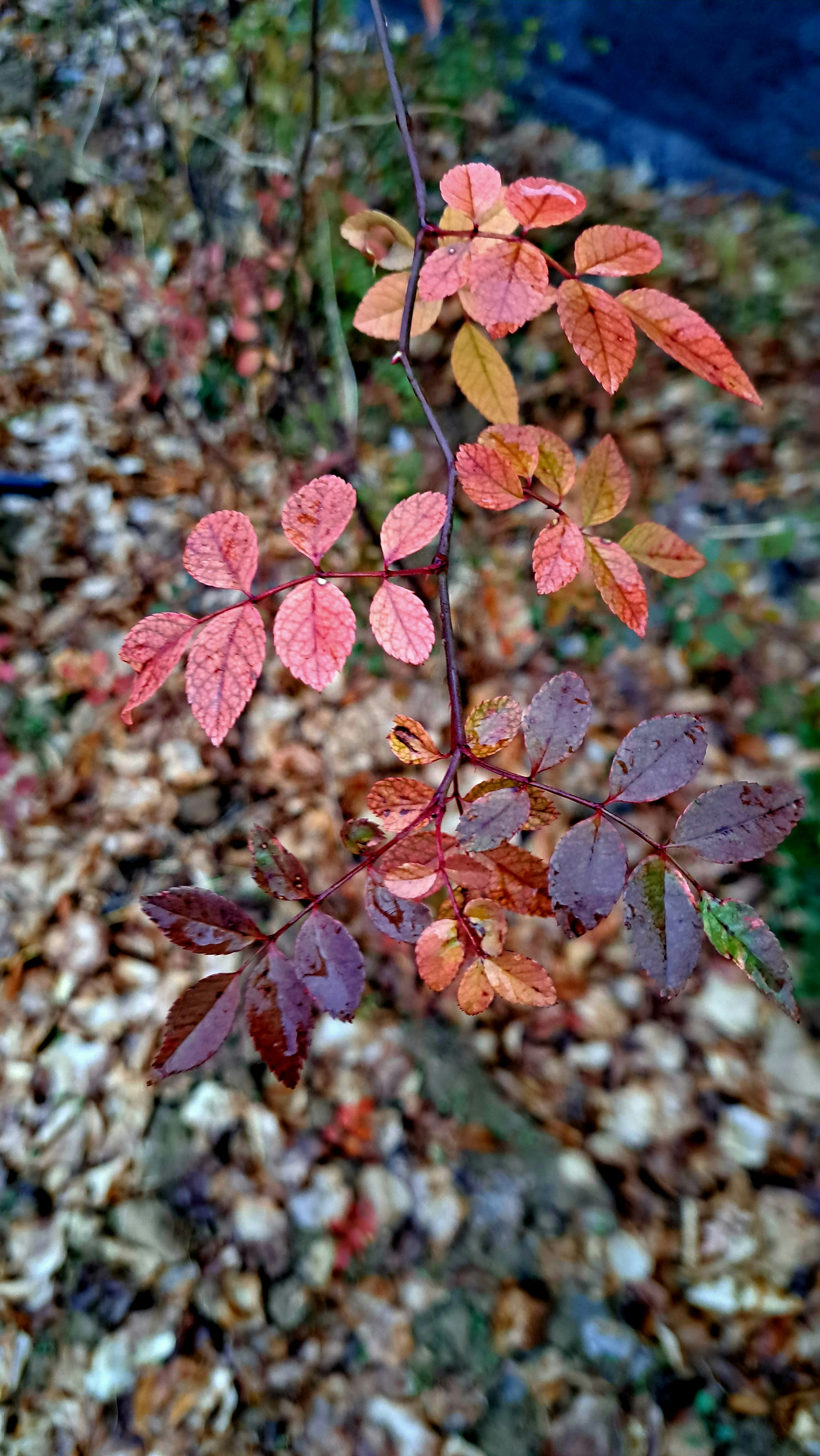 A small tree with red leaves in the fall photo – Free #colorful leaves ...