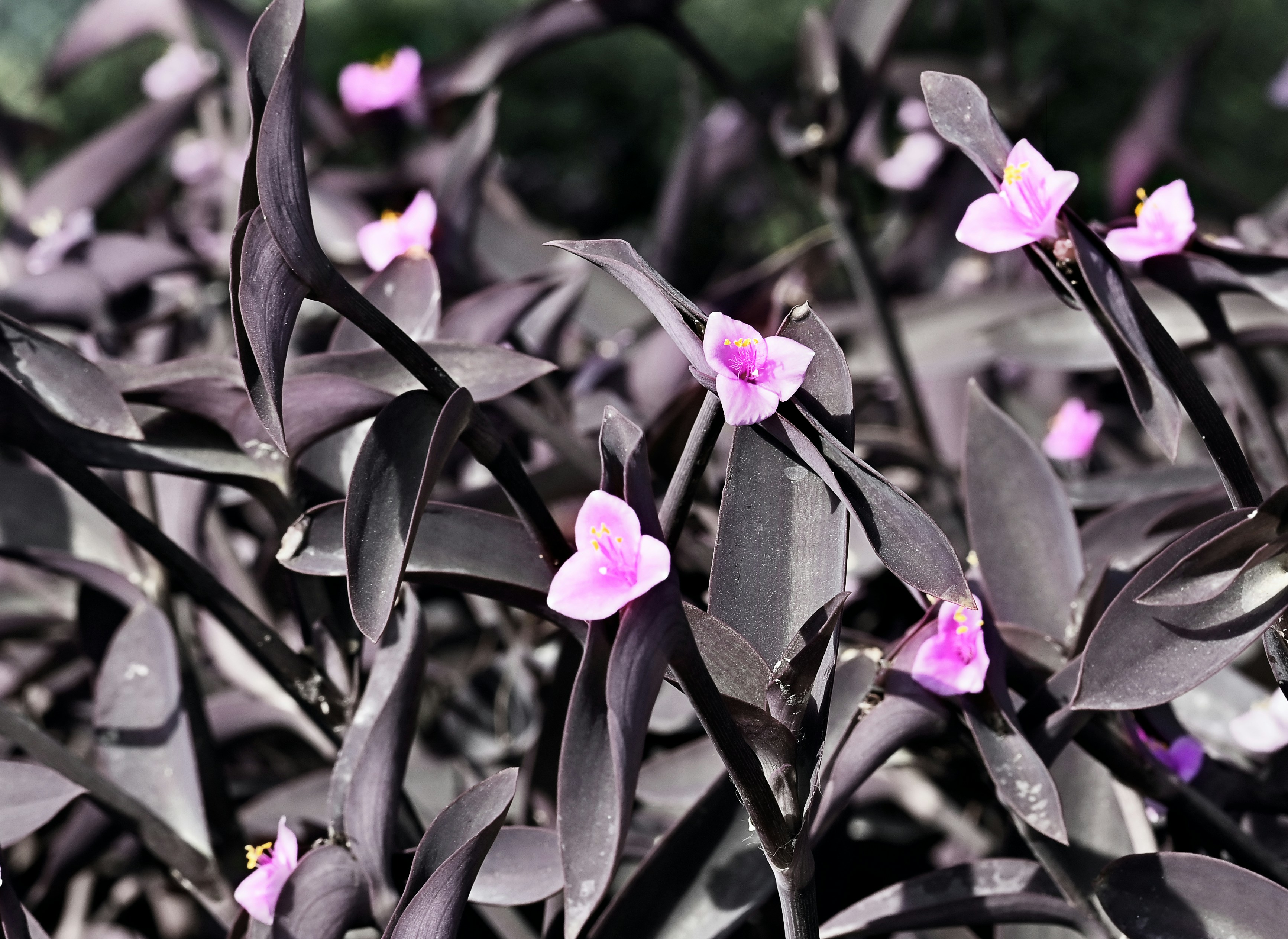 Pink Flowers in Violet Leaves