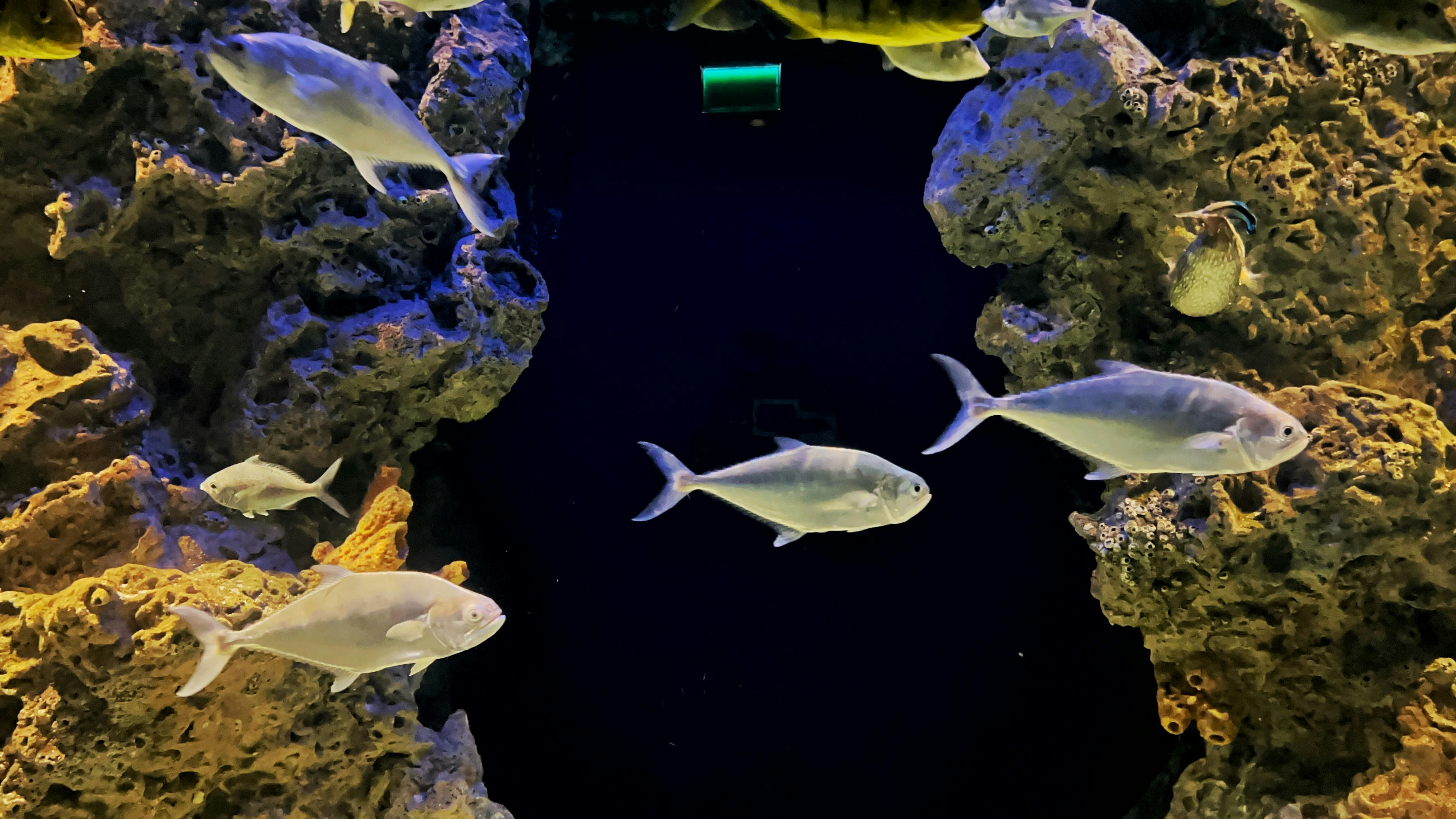 Un groupe de poissons nageant dans un aquarium photo – Photo Poisson ...