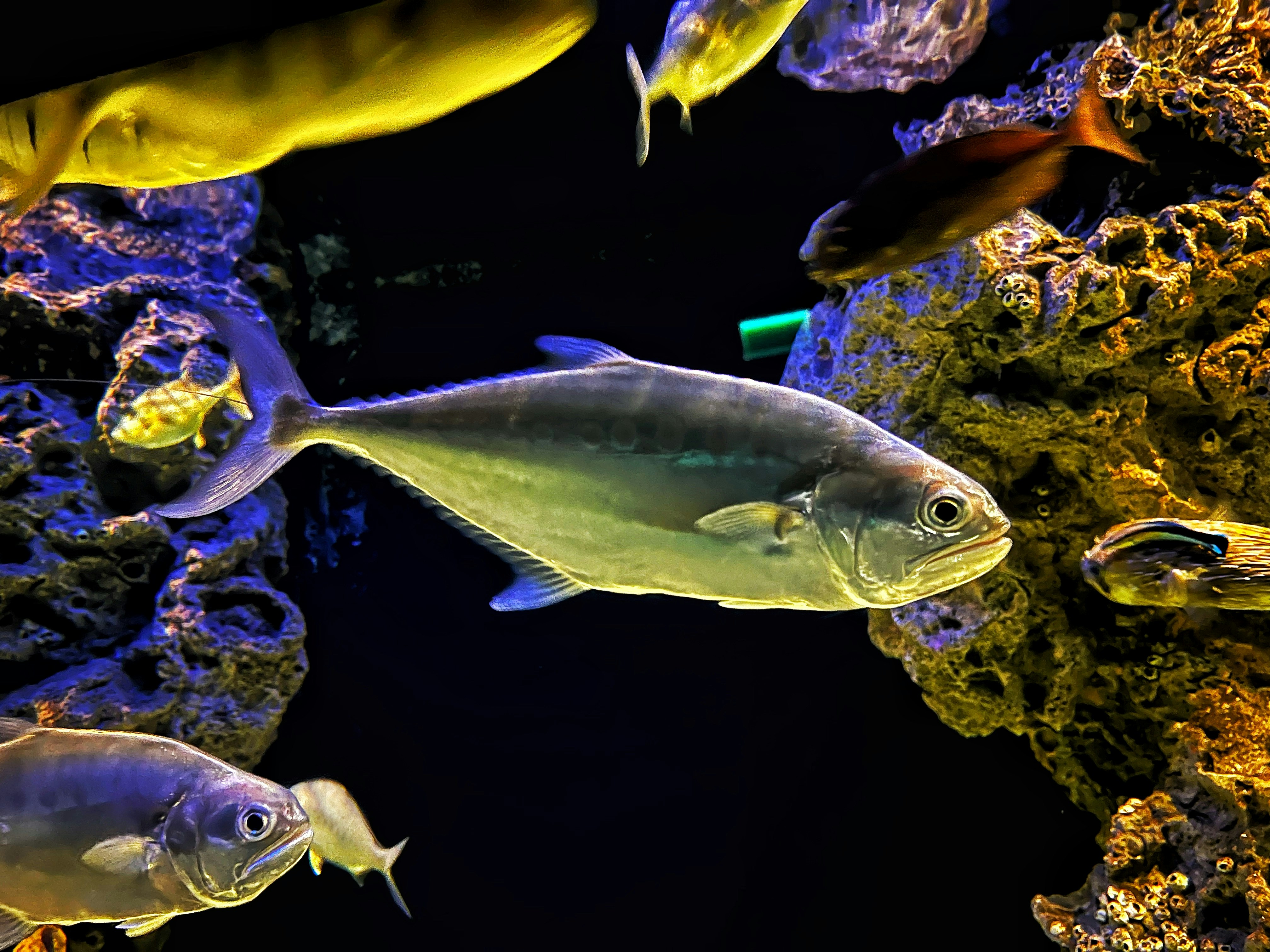 Un groupe de poissons nageant dans un aquarium photo – Photo Poisson ...