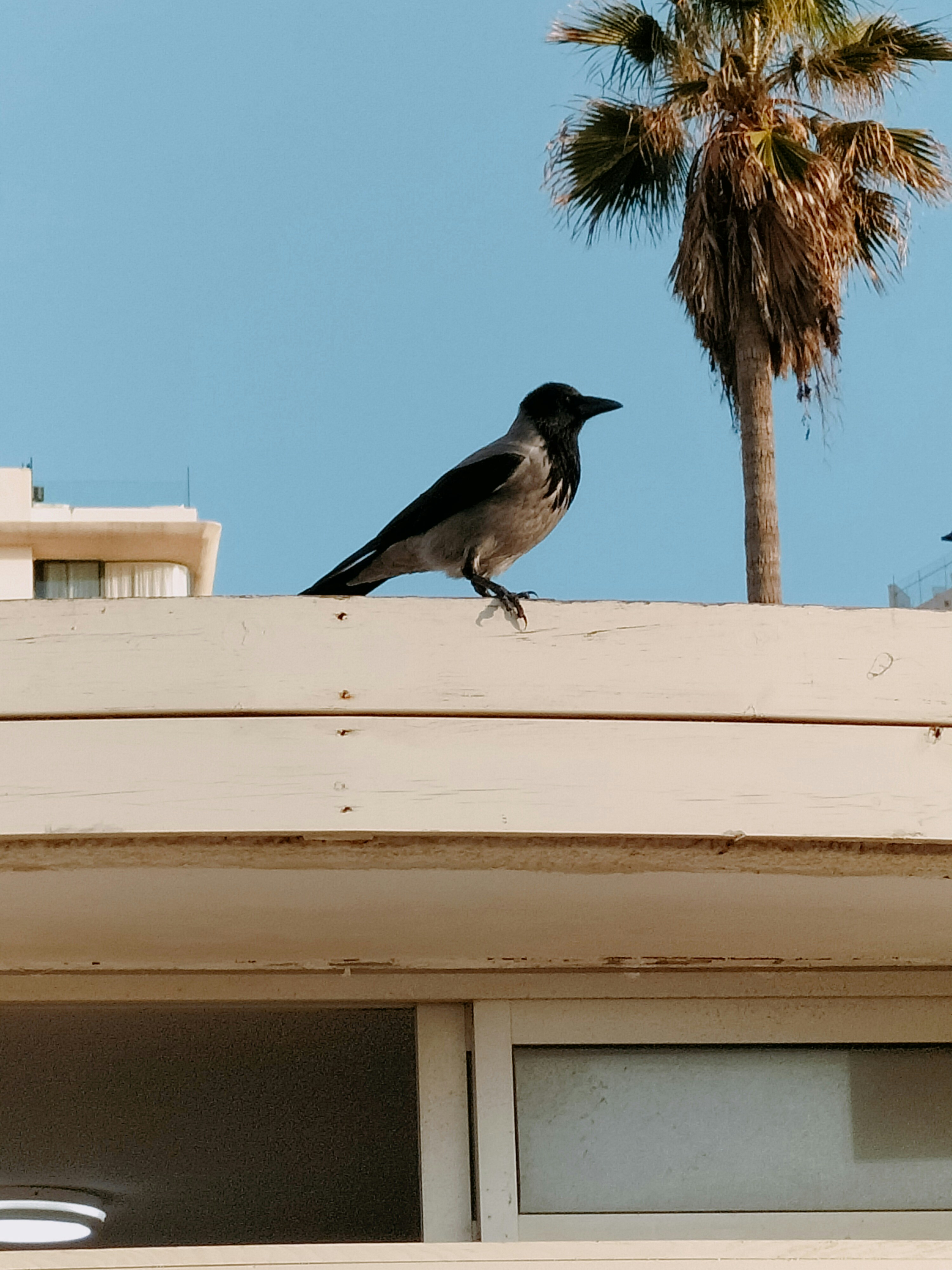 Photo by Nils Adam with Oppo A74