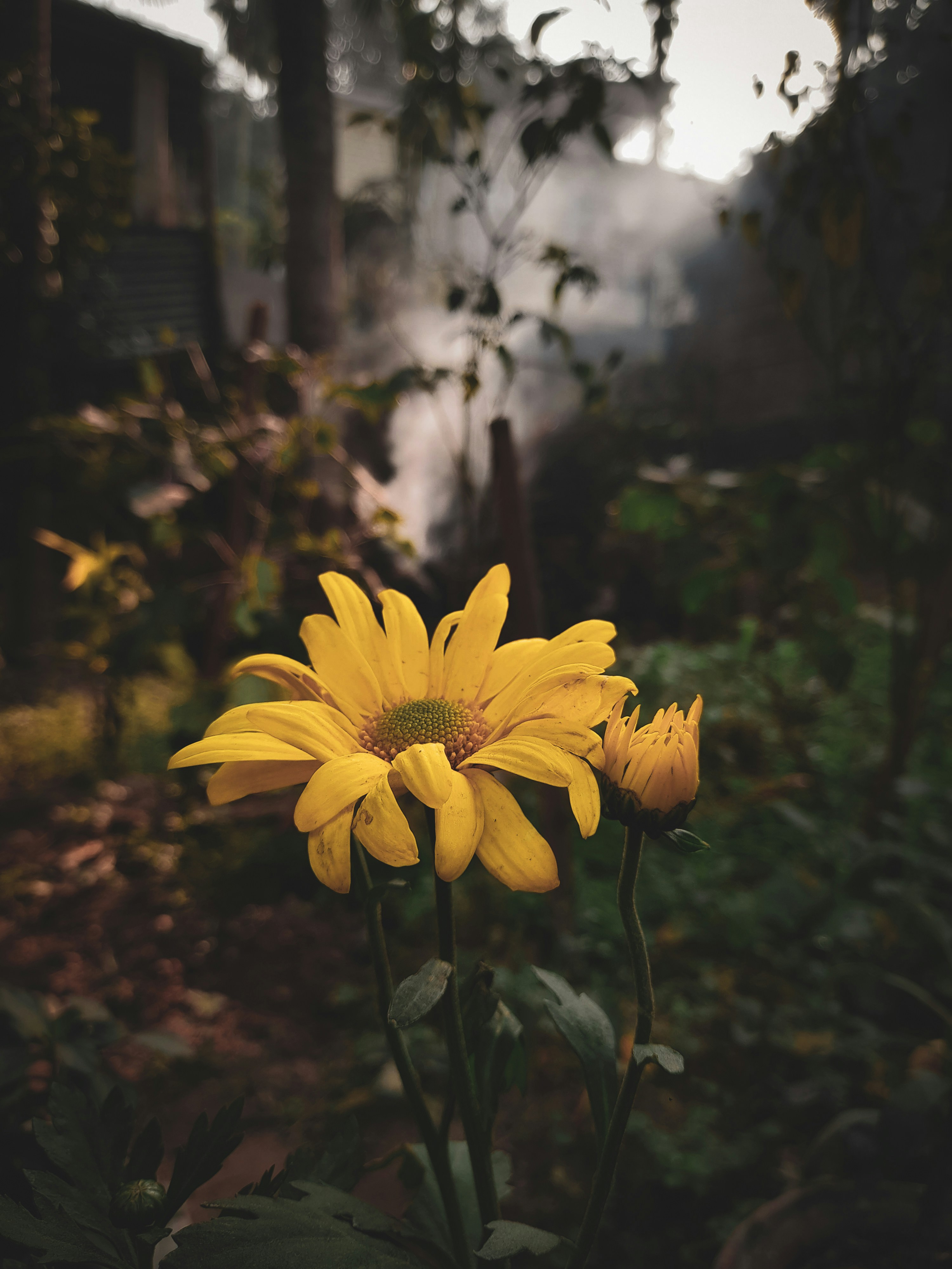 Sunlit Chrysanthemum Against Garden Mist
