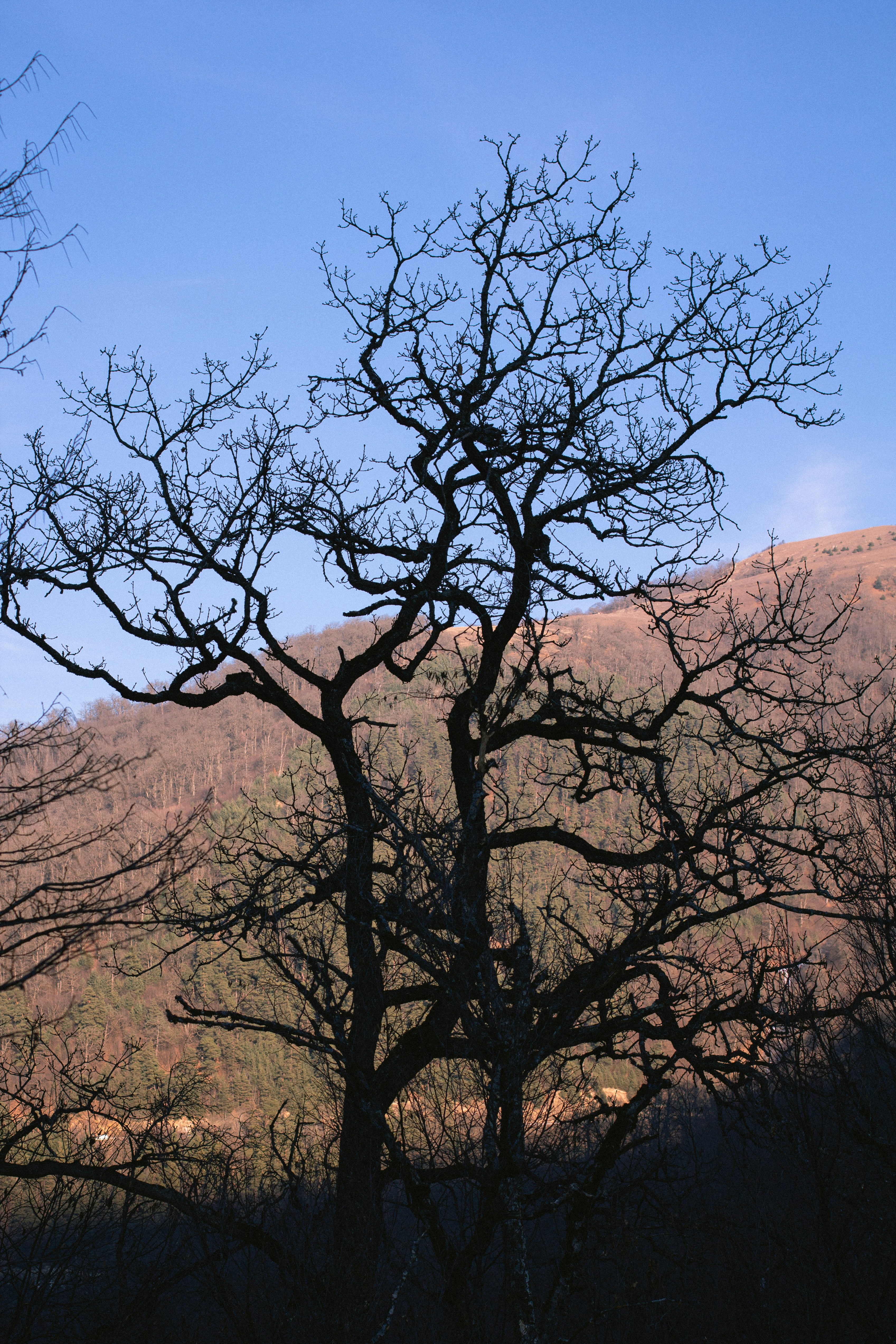 Gnarled Sentinel: A solitary tree etched against a cobalt sky.