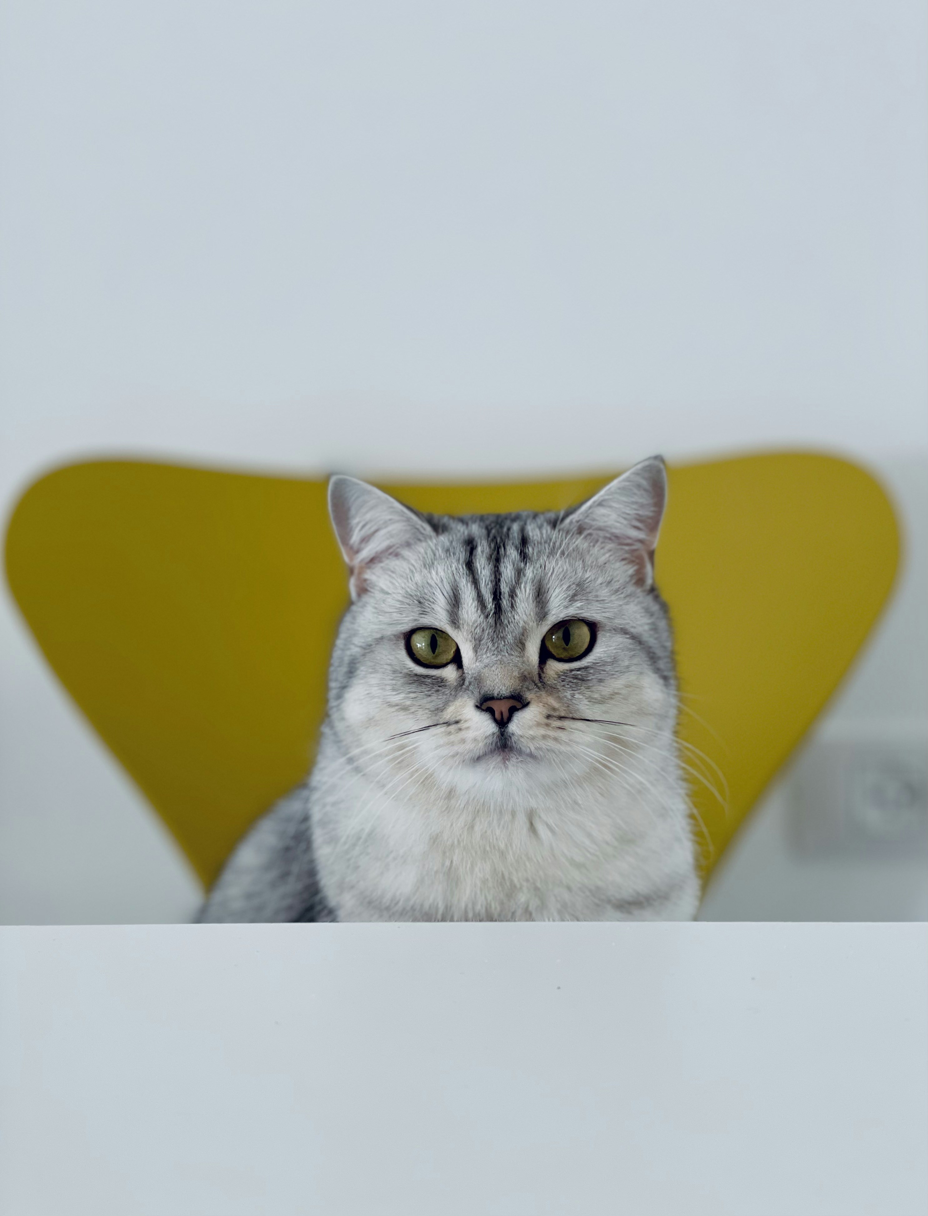 Centered Gaze: a Cat at the Edge of the White Desk