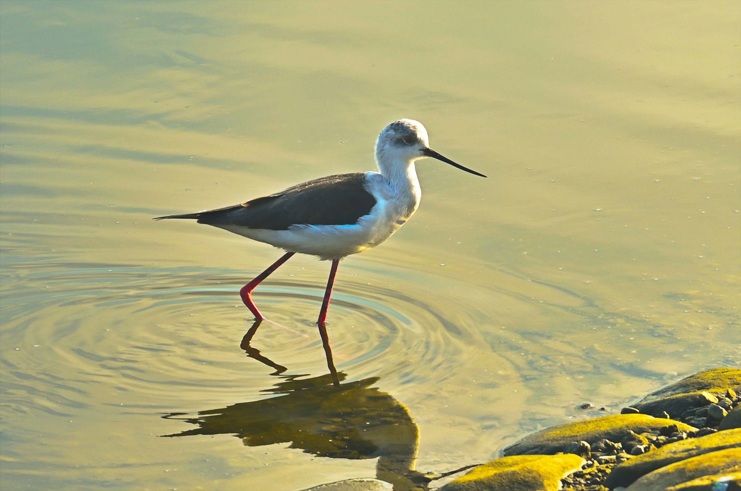Golden Light on a Red-Legged Stilt along the Saltwater Edge