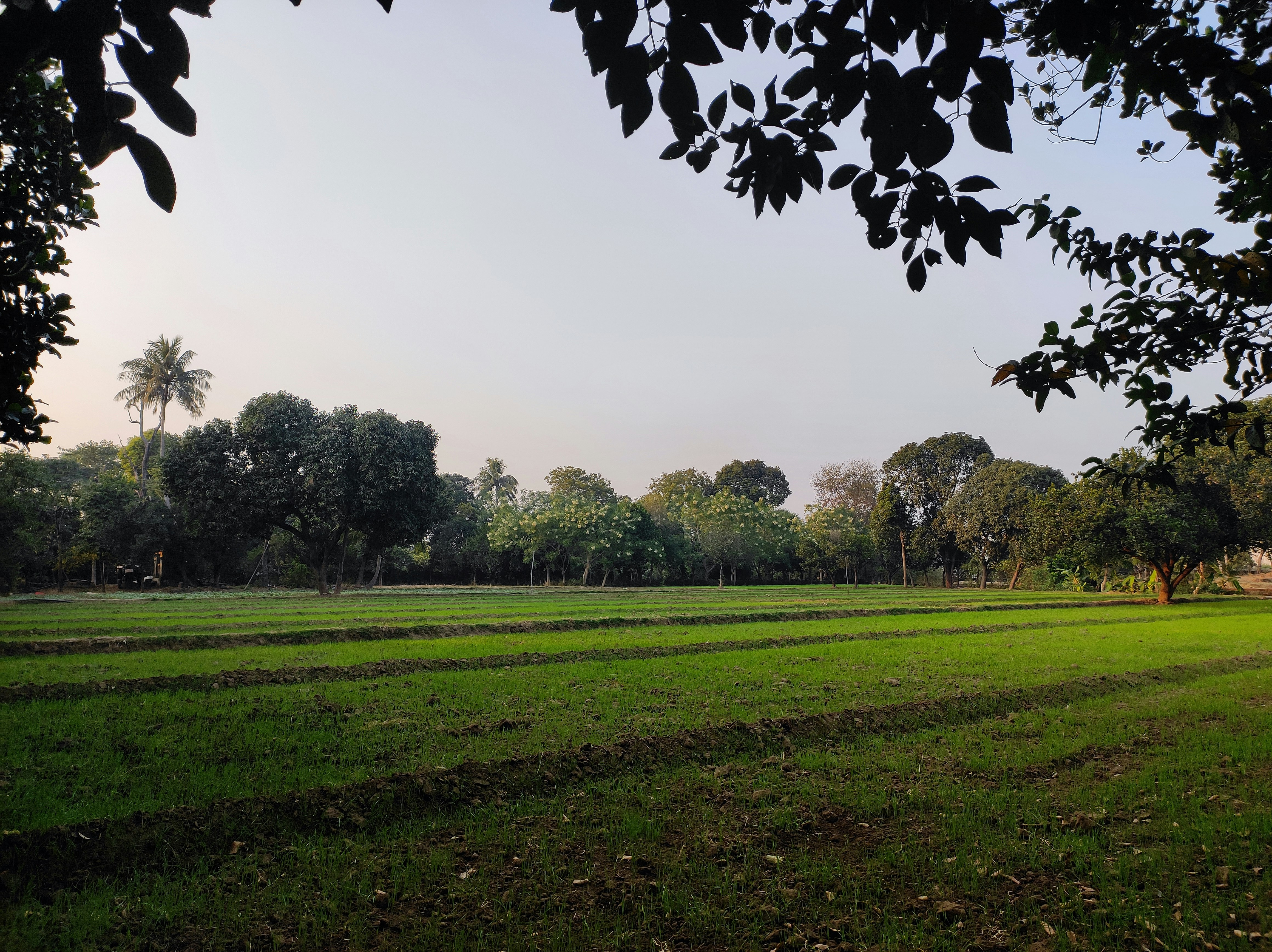 Lush green fields bordered by trees and a soft sky create a tranquil rural landscape.