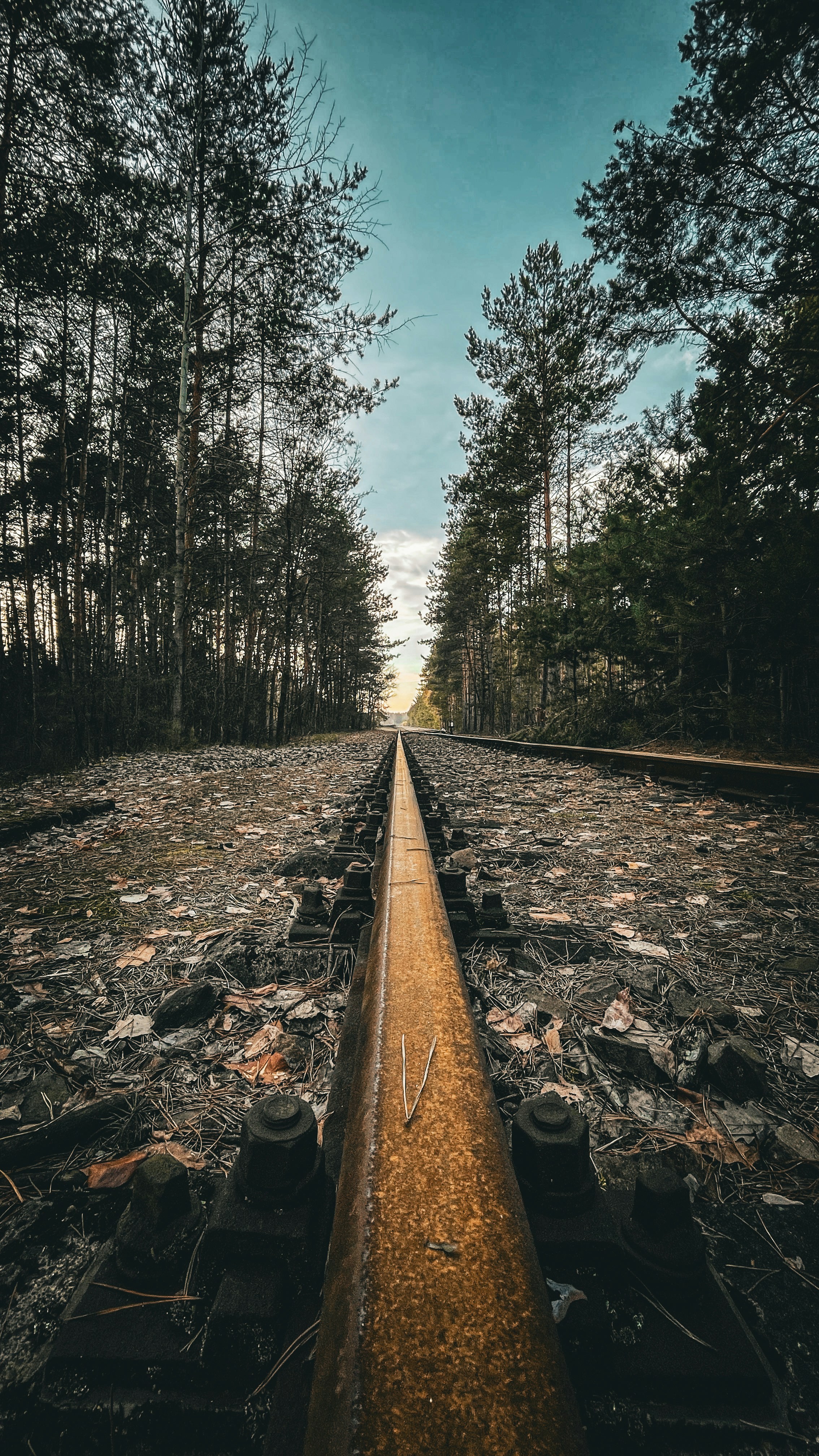 Singleton Rail: A Golden Track Leads the Forest Dawn