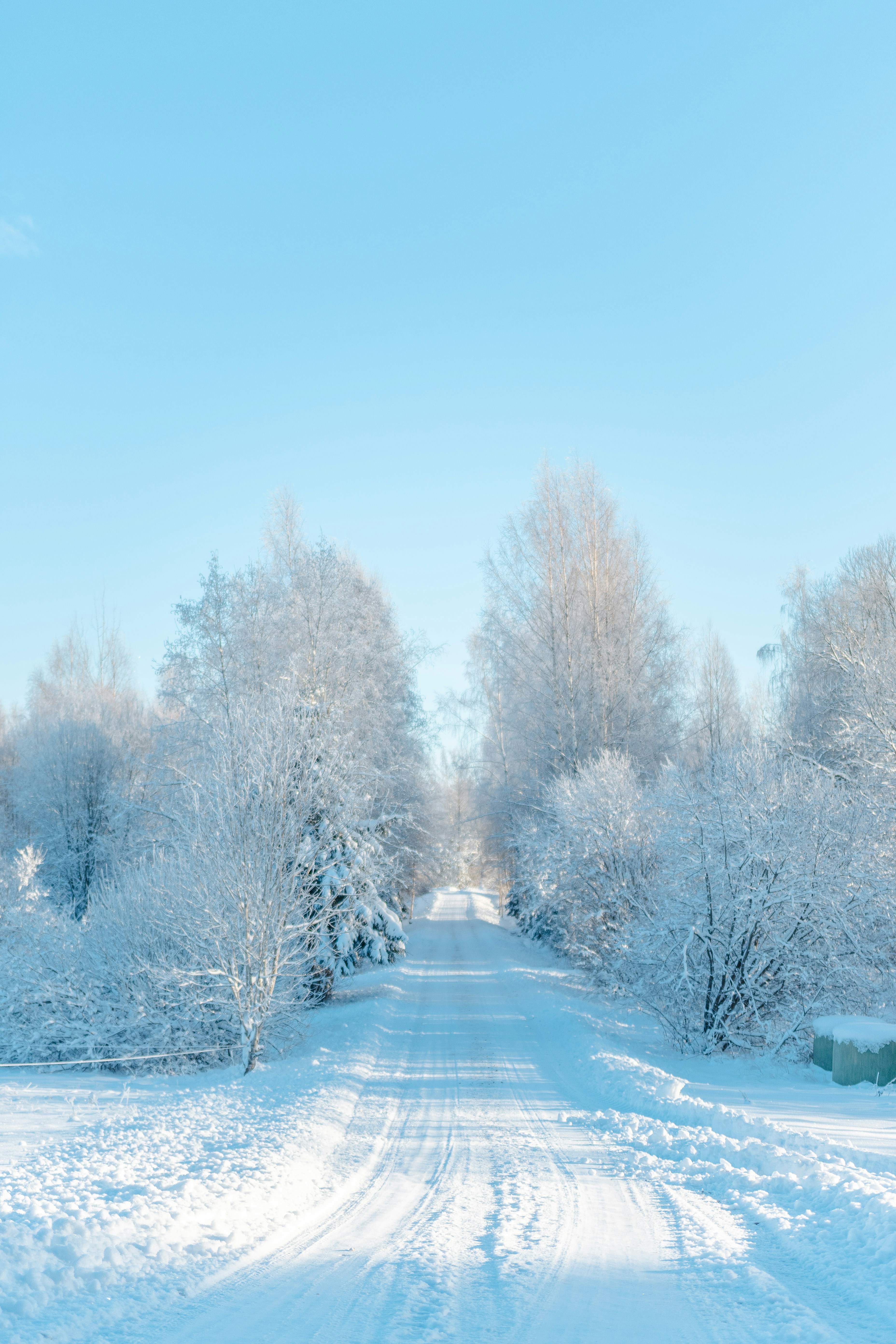 Winter Trees Pictures | Download Free Images on Unsplash