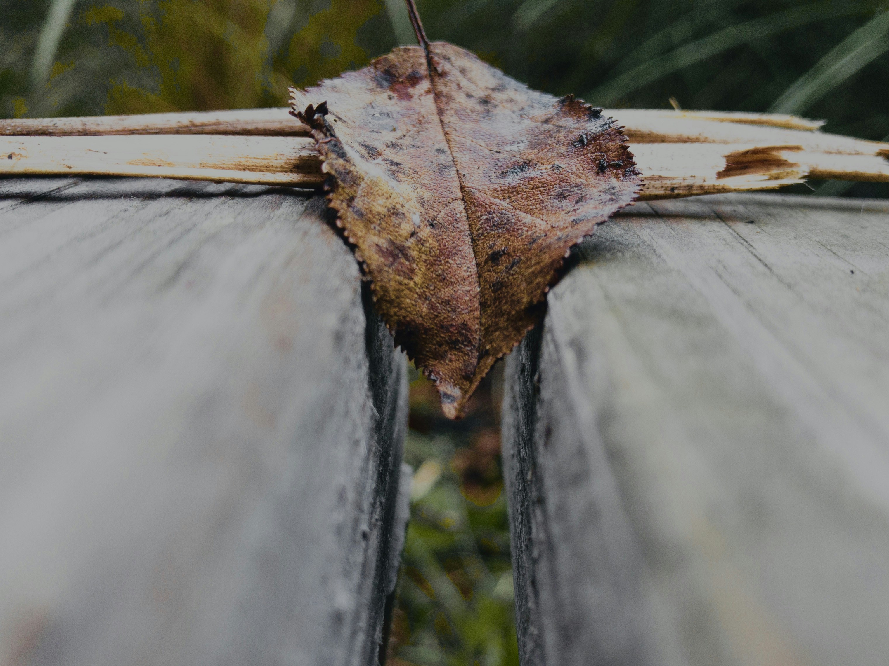 A solitary autumn leaf bridging two weathered rails