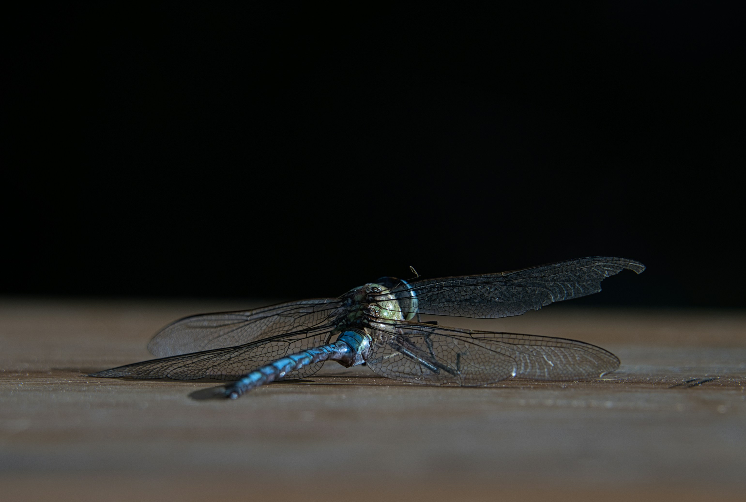 Night-Still: Blue Dragonfly on Weathered Wood