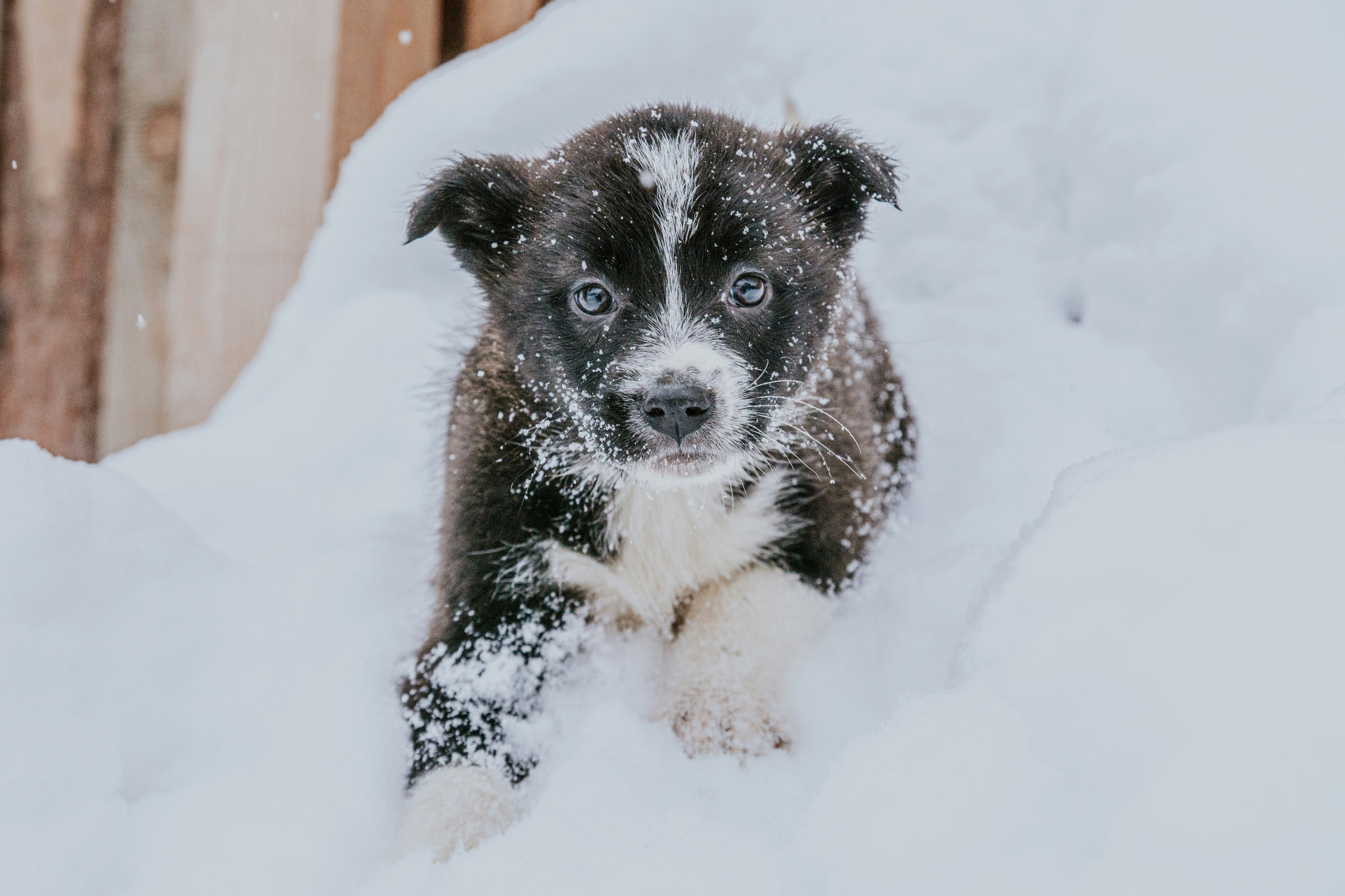 cute black and white puppy in the snow