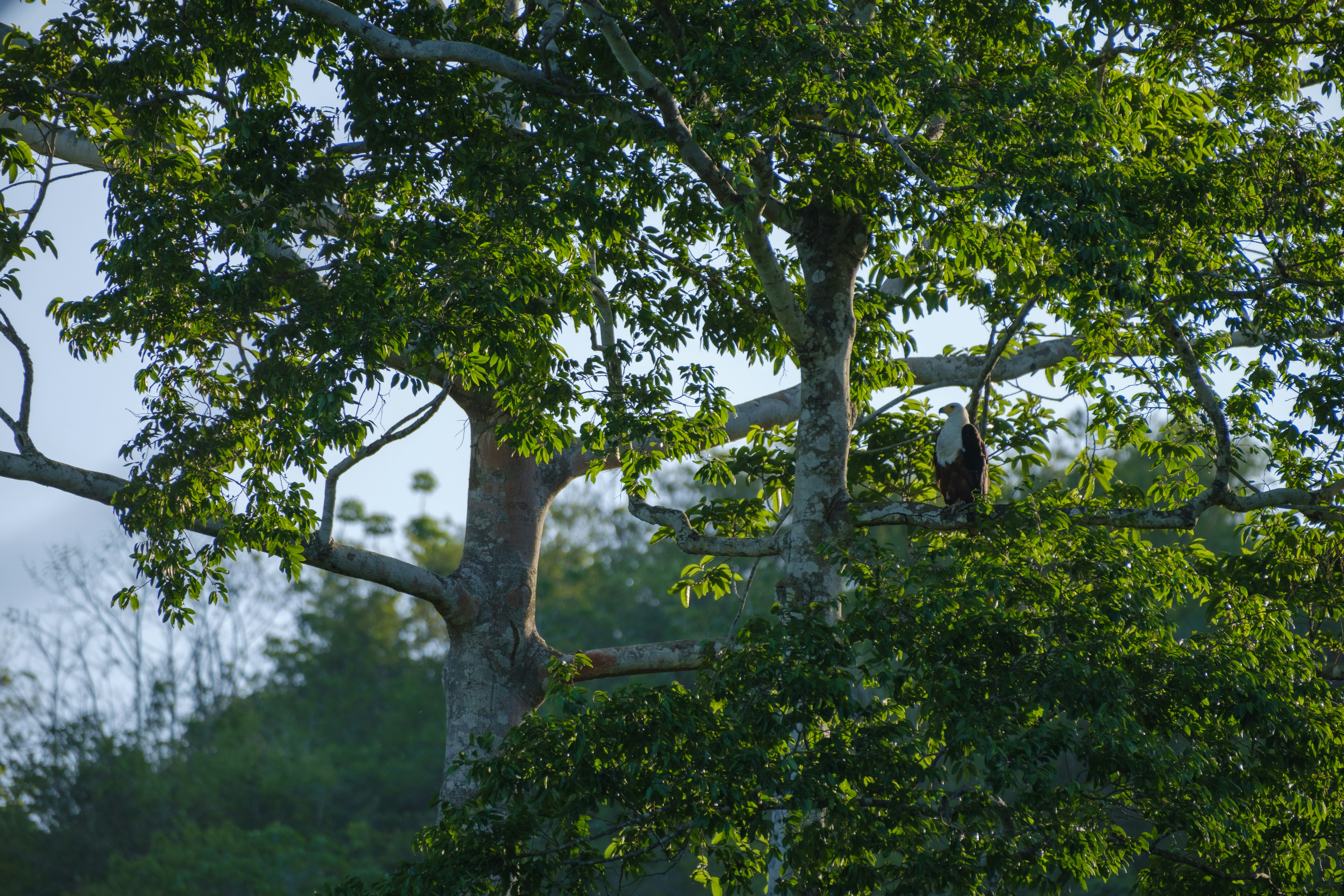 Luminous canopy with a silent owl watcher