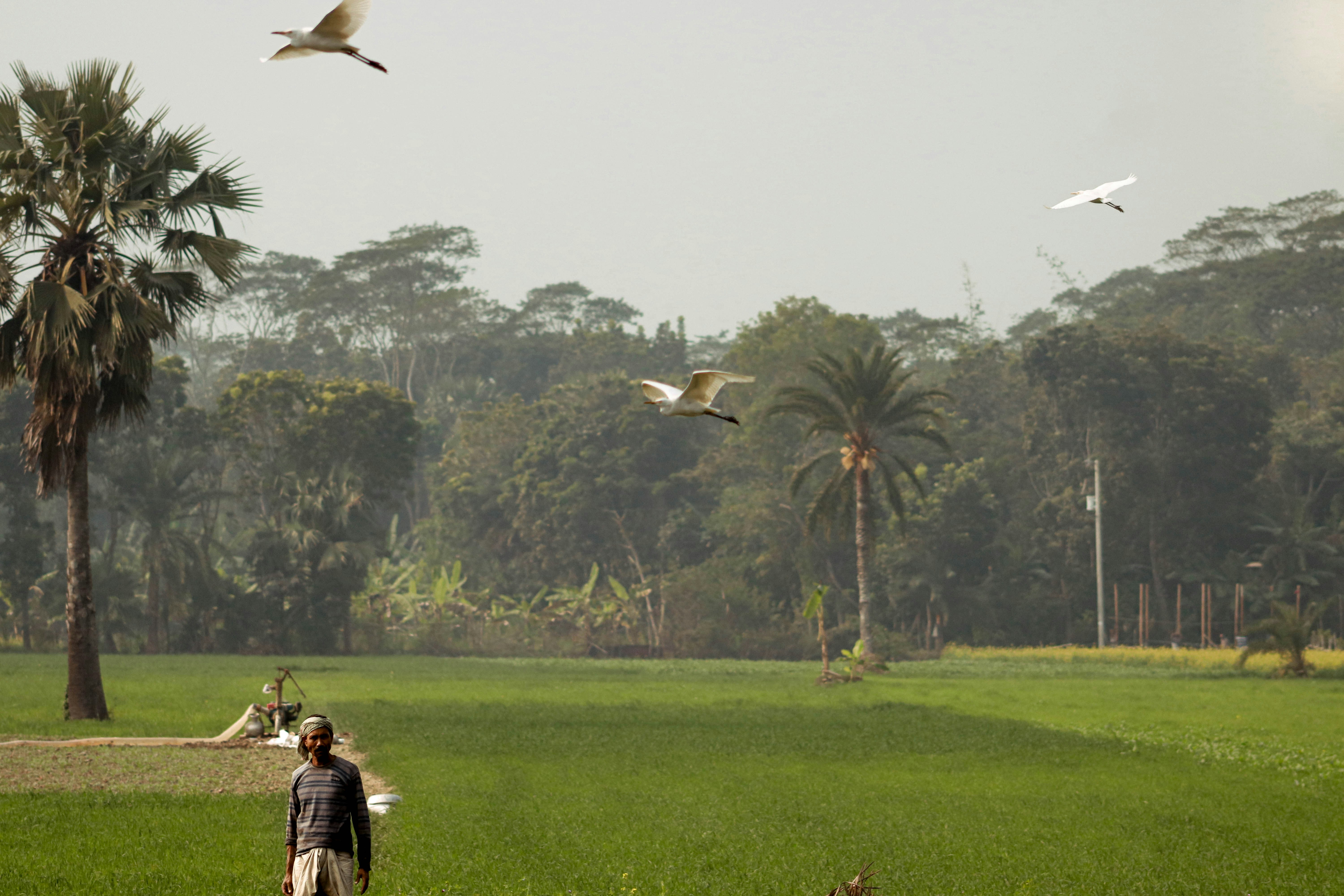 Fieldwalker Beneath Palms as Birds Soar Across a Verdant Plain