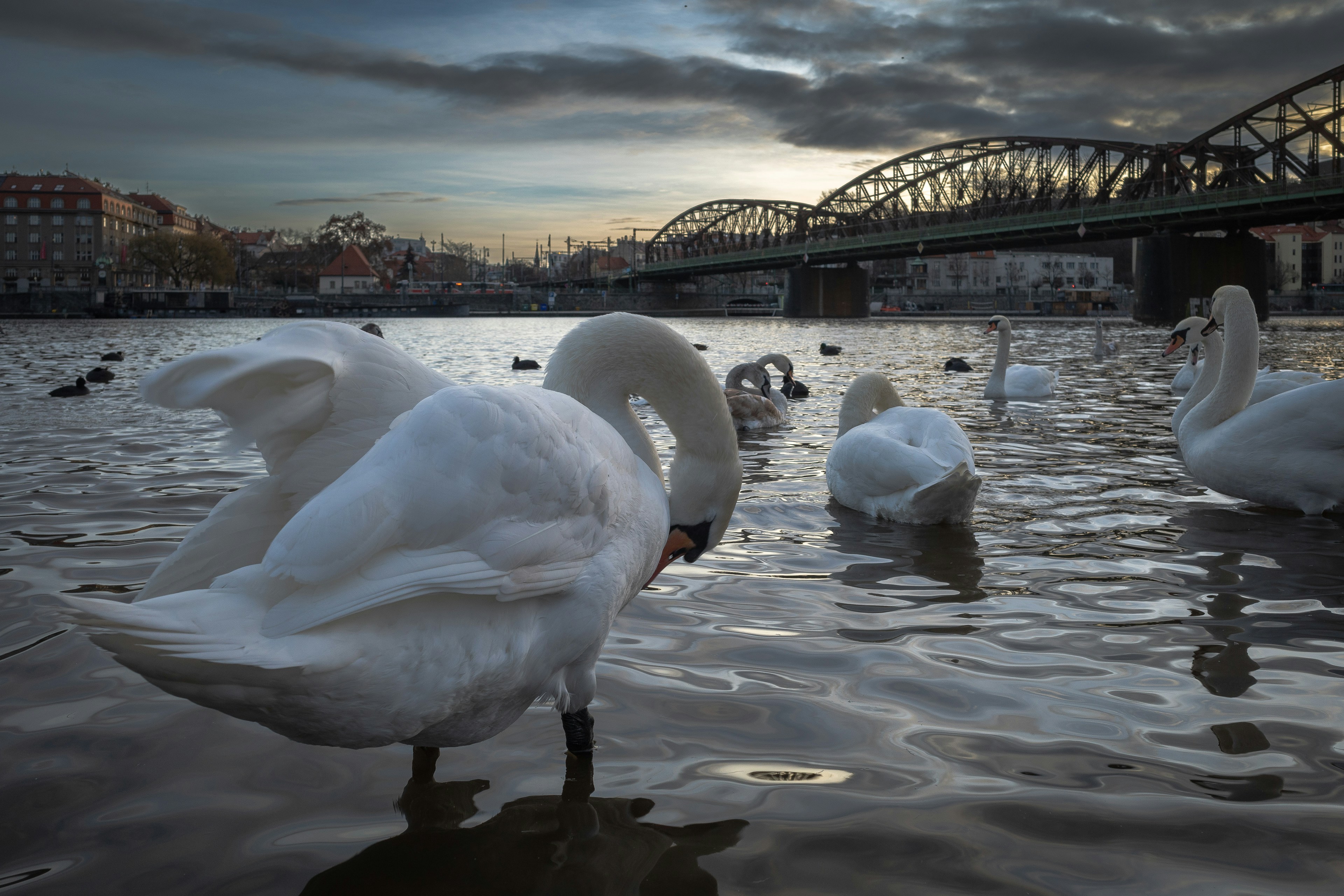 A group of swans are swimming in the water photo – Free Smíchovská ...