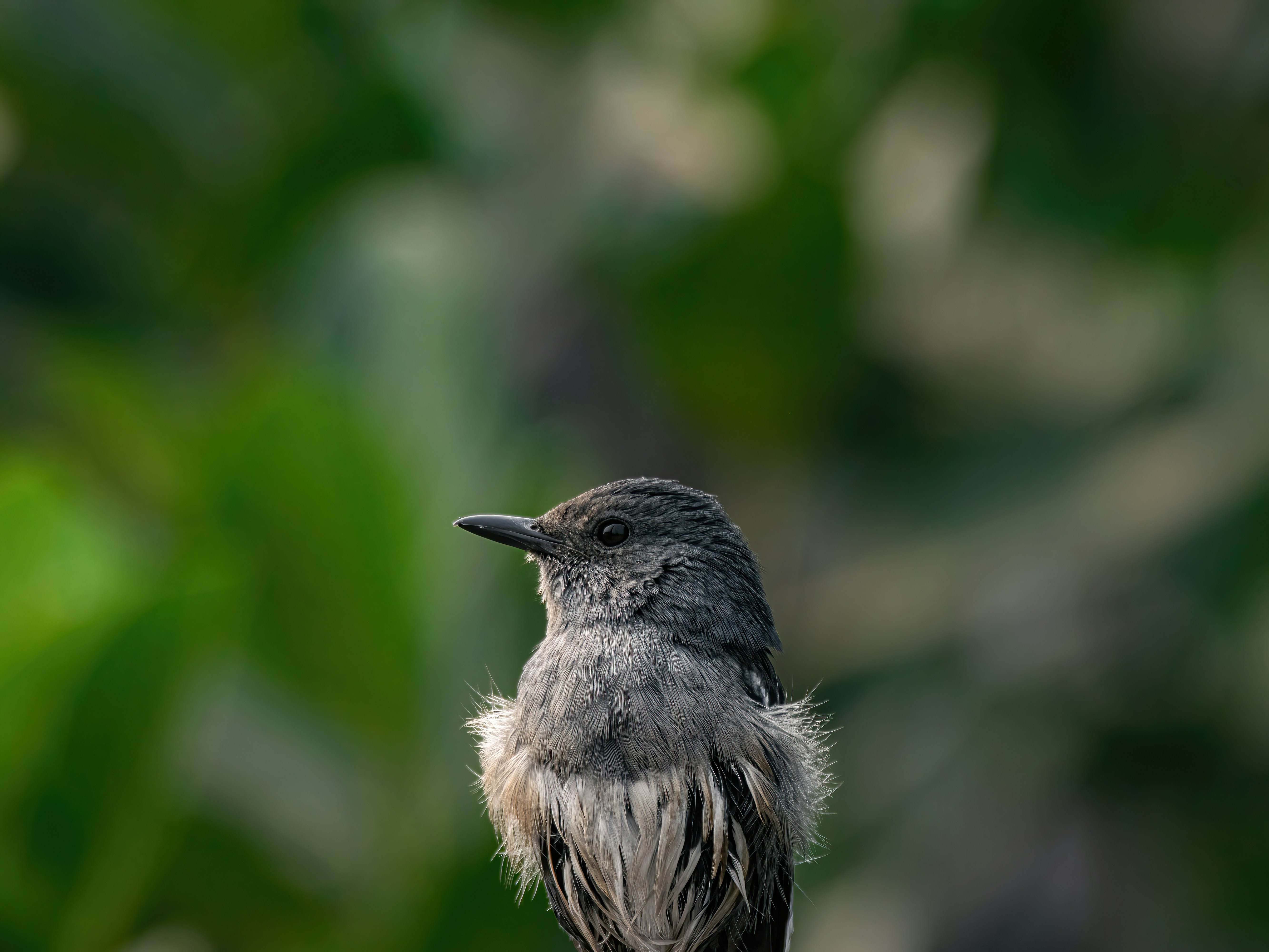 A blackbird on a branch