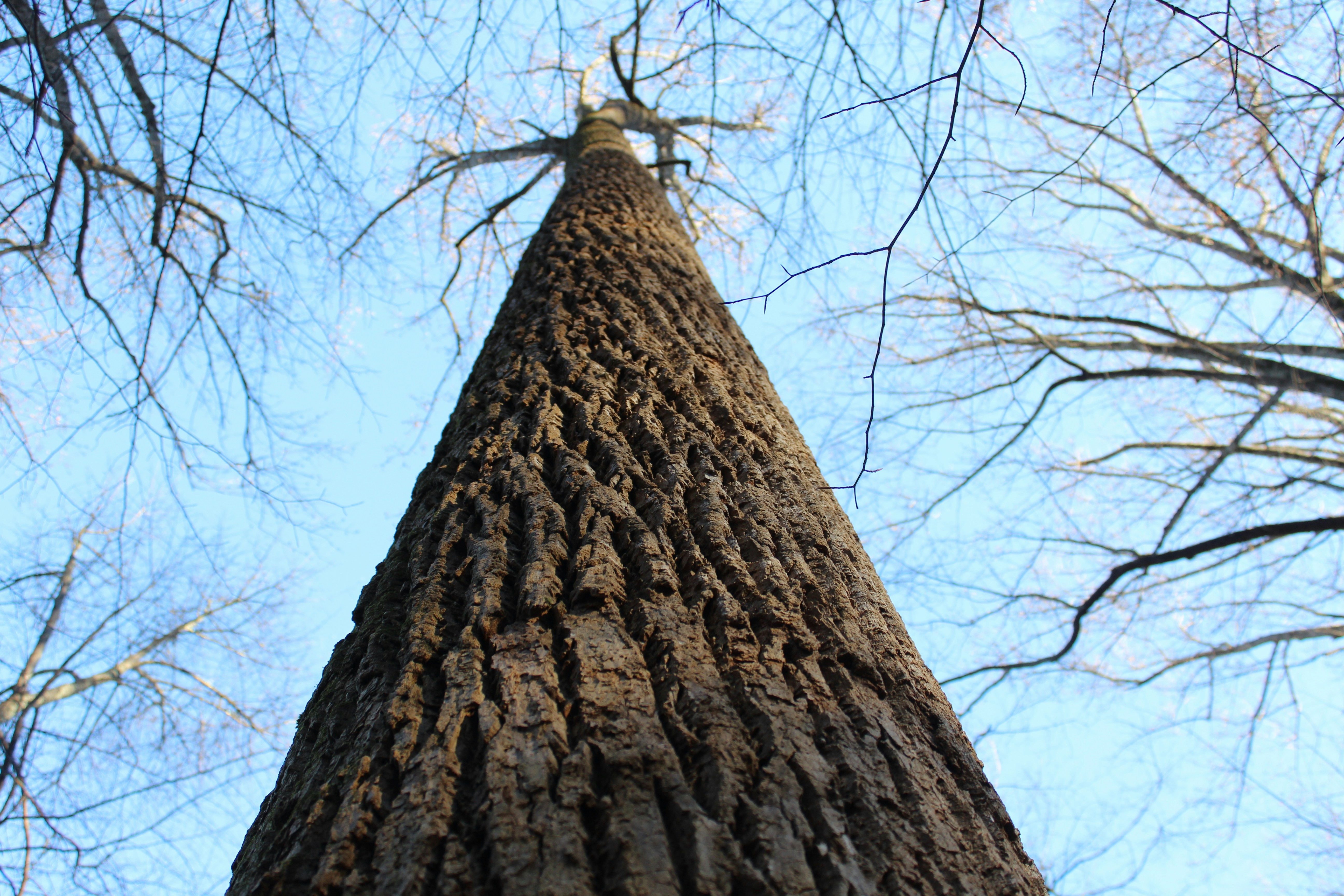 Looking up at a tall tree with no leaves photo – Free Tree Image on ...